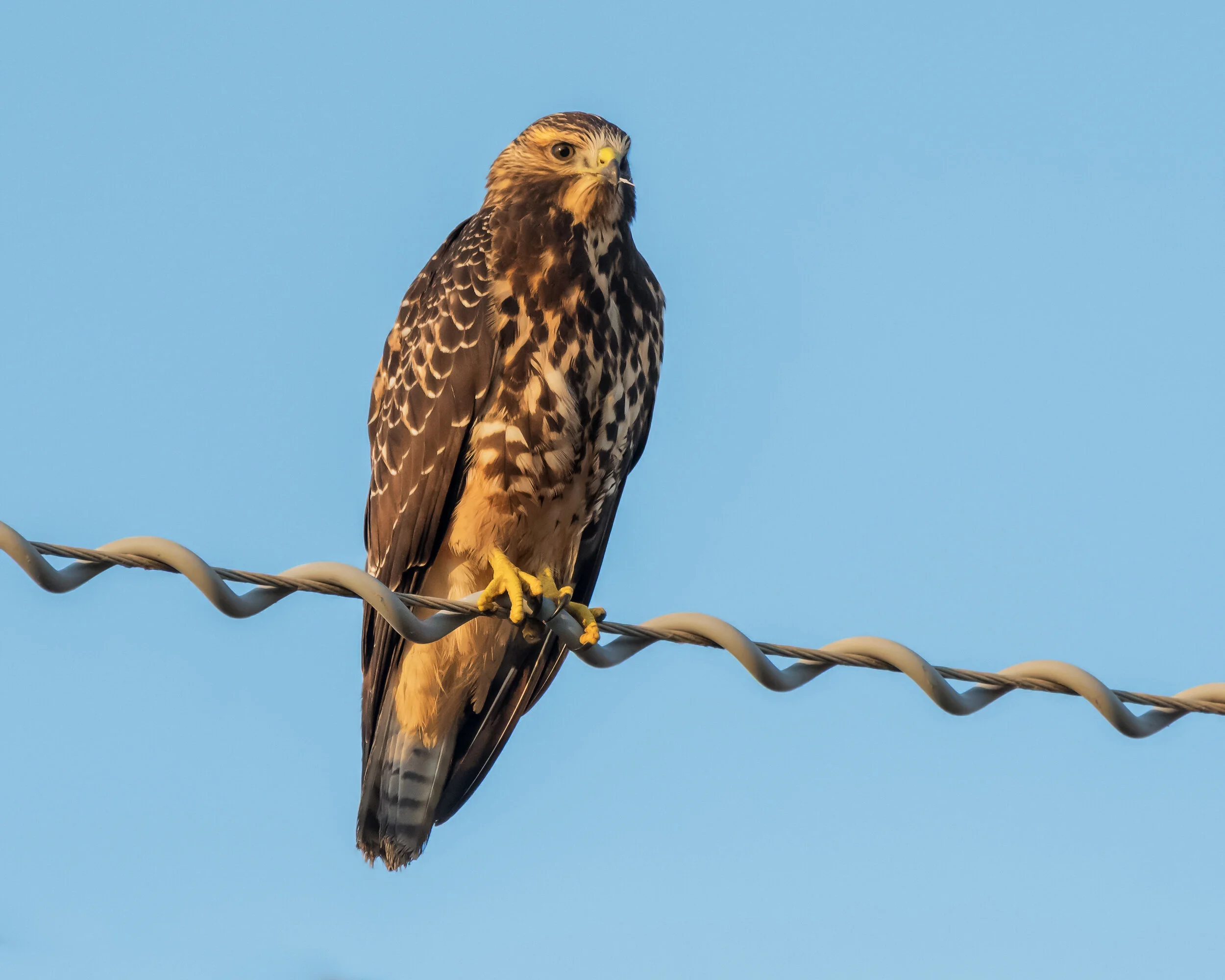 Swainson's Hawk — Sacramento Audubon Society