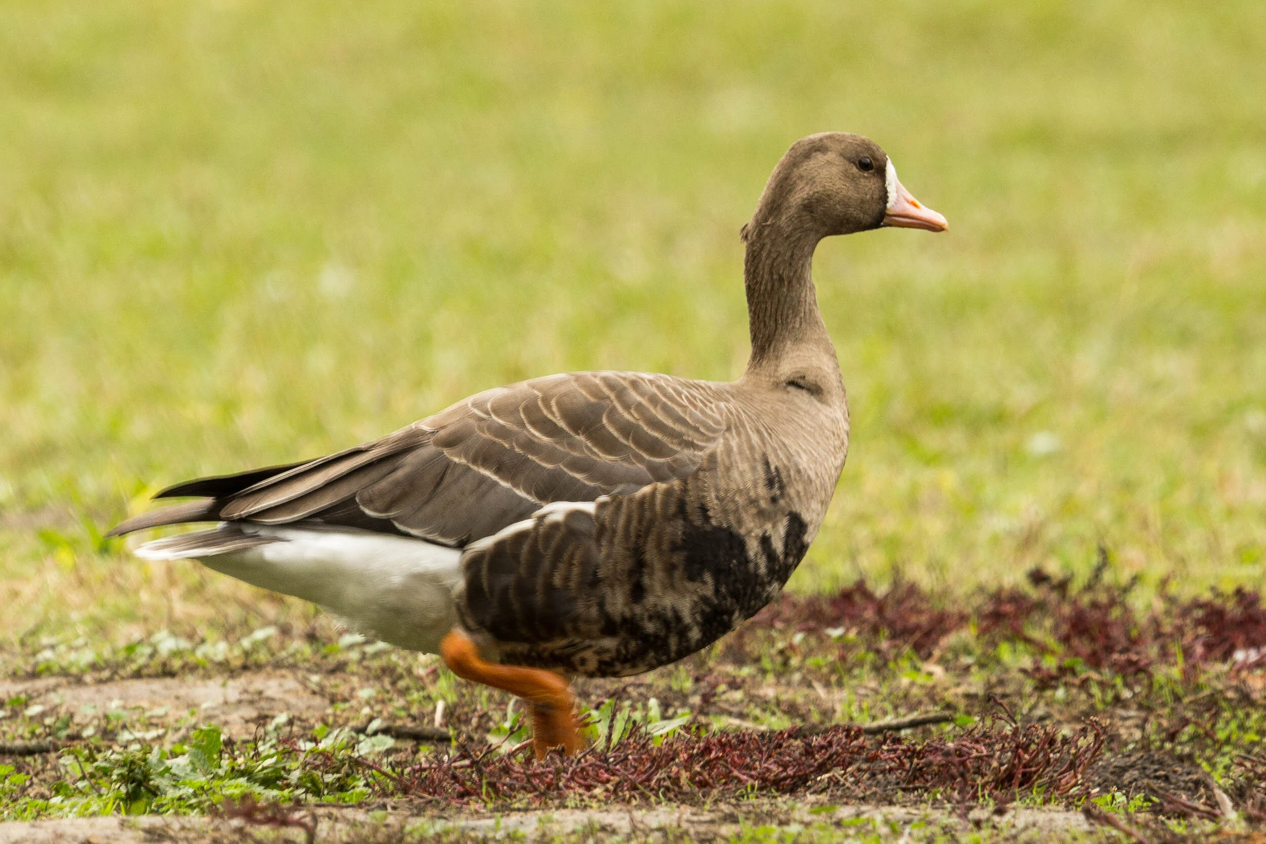 Greater White-fronted Goose — Sacramento Audubon Society