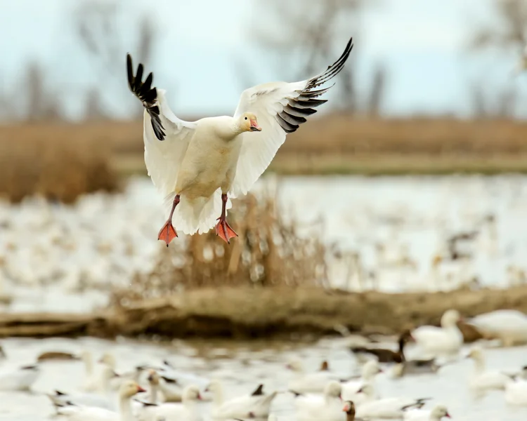 Meet the Snow Goose — Sacramento Audubon Society