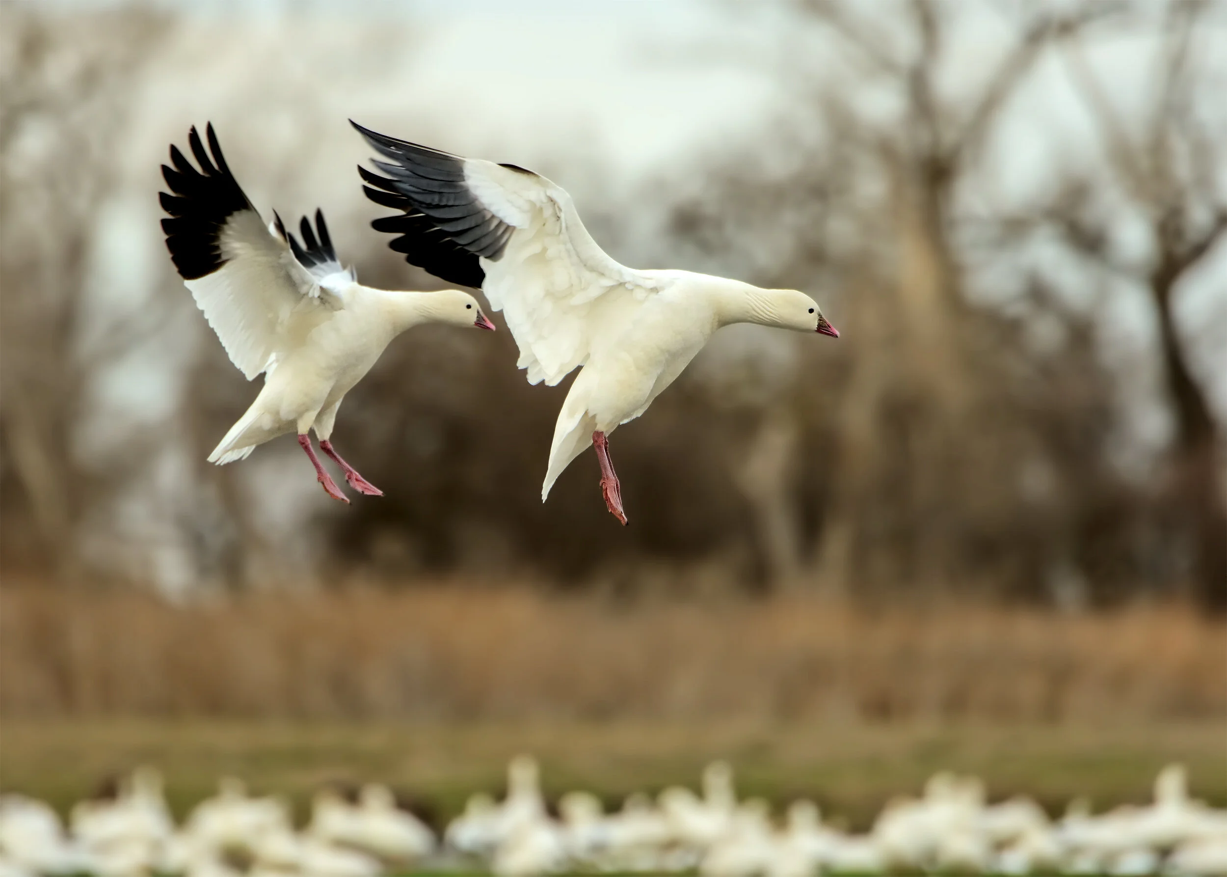 Colusa National Wildlife Refuge — Sacramento Audubon Society