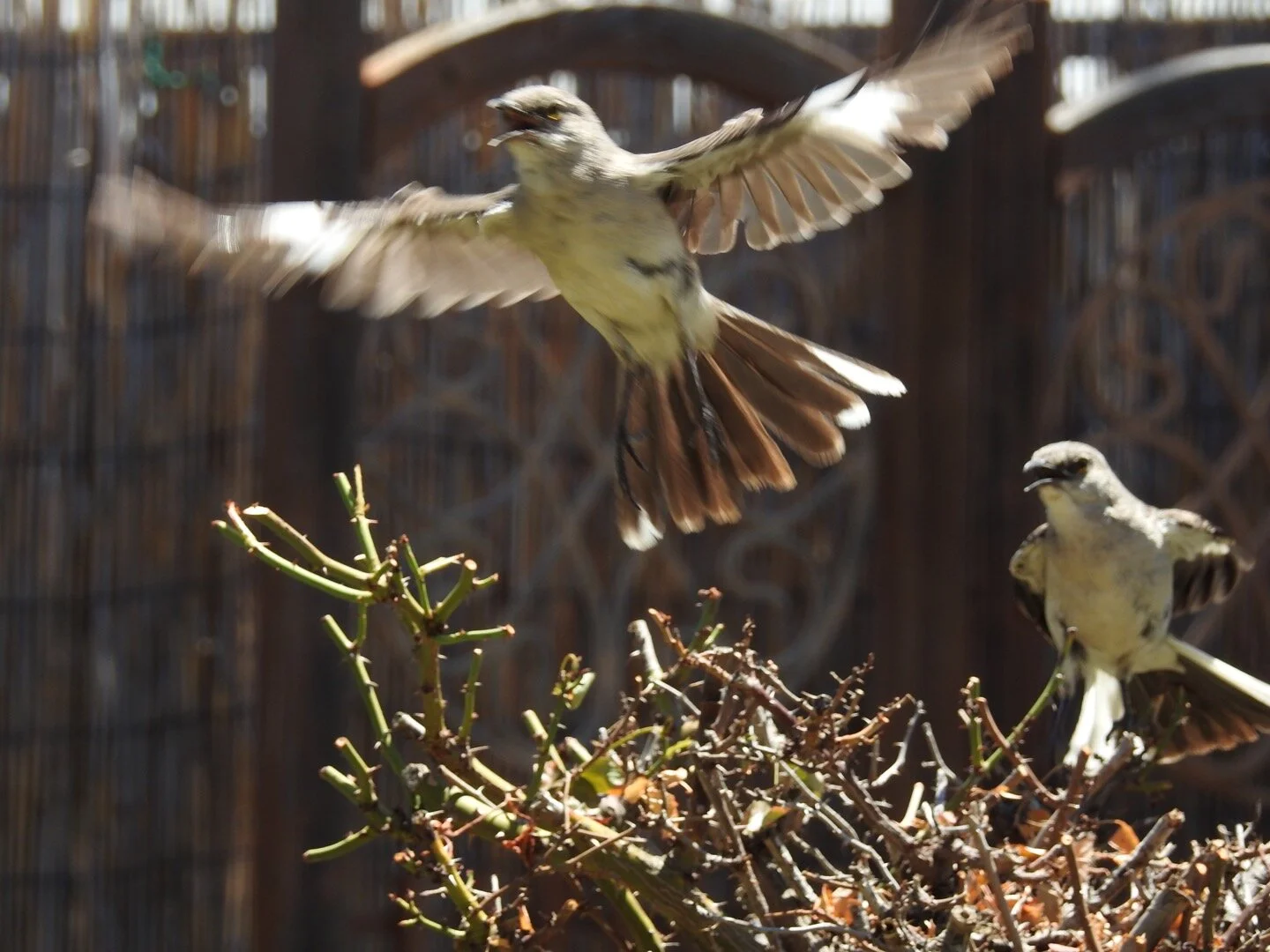 Northern Mockingbird – The Great Imitator — Sacramento Audubon Society