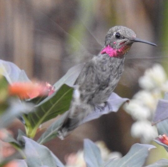 Audubon Hummingbirds