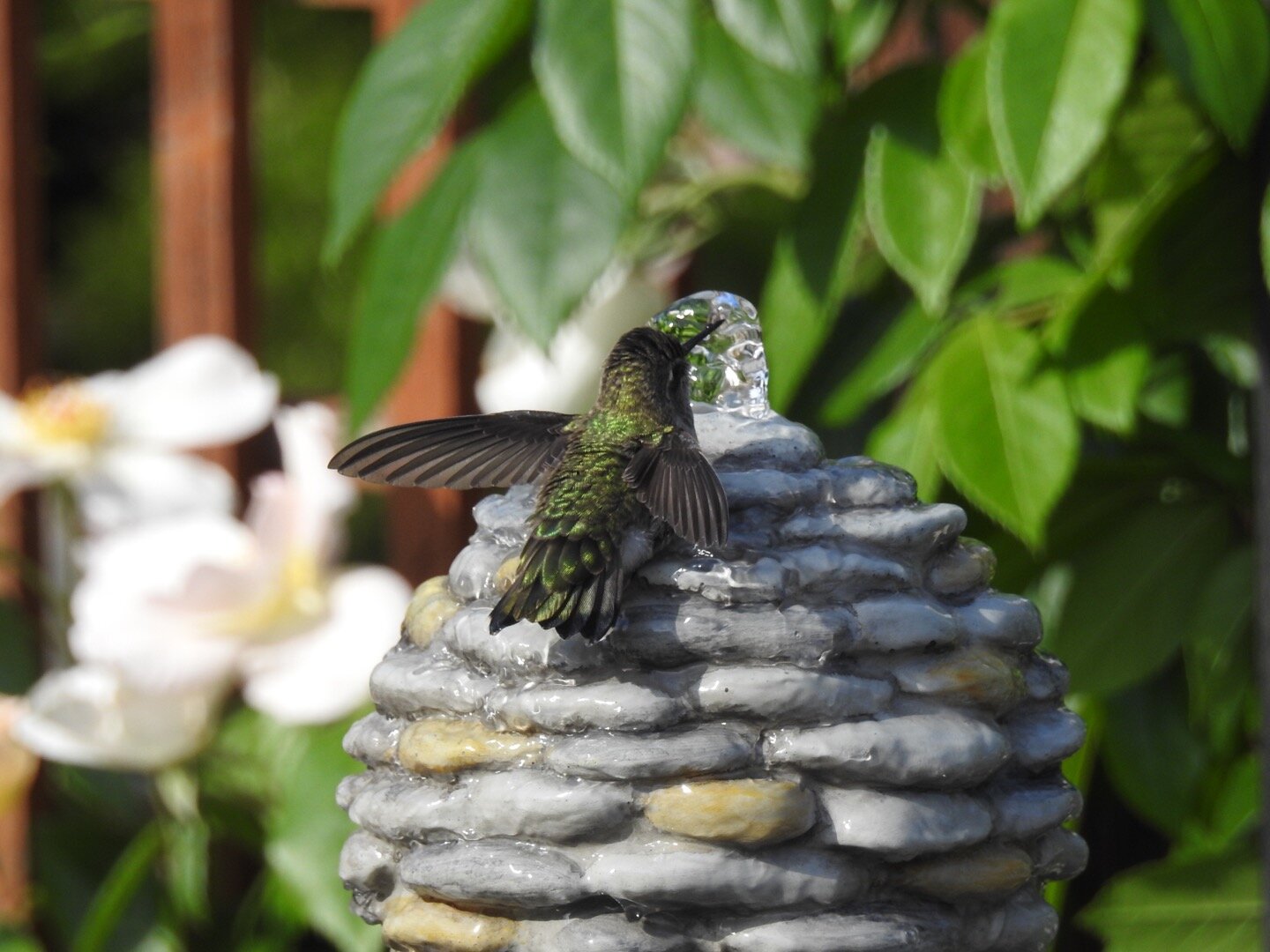 Birdbath Tips: Help Wild Birds by Creating a Clean Water Source in your ...