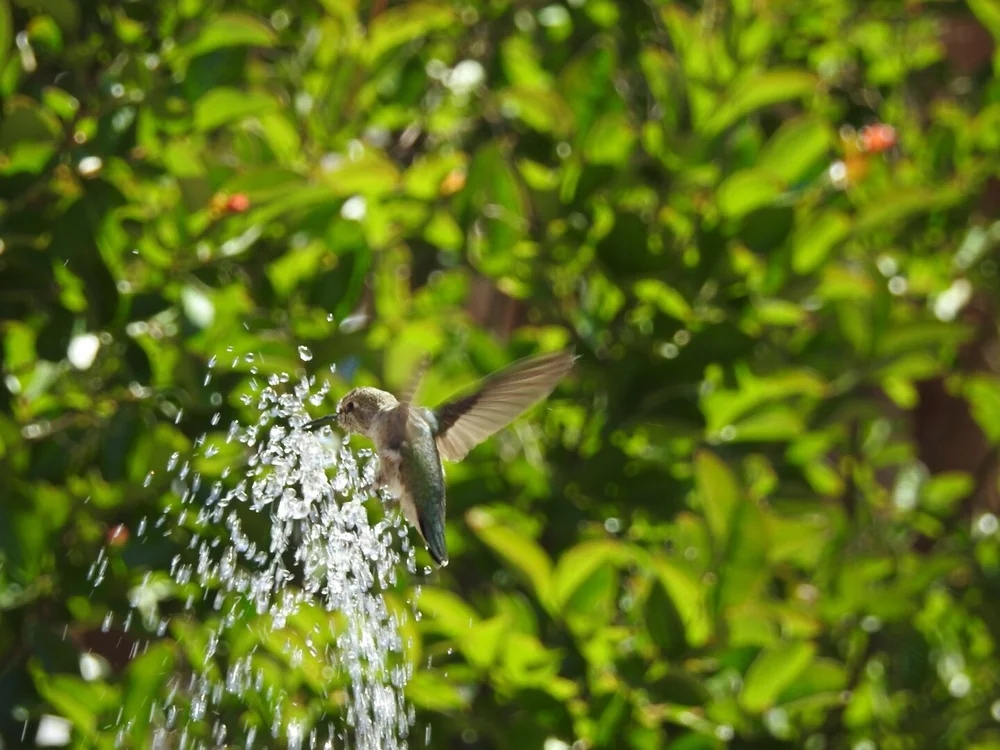 Birdbath Tips: Help Wild Birds by Creating a Clean Water Source in your ...
