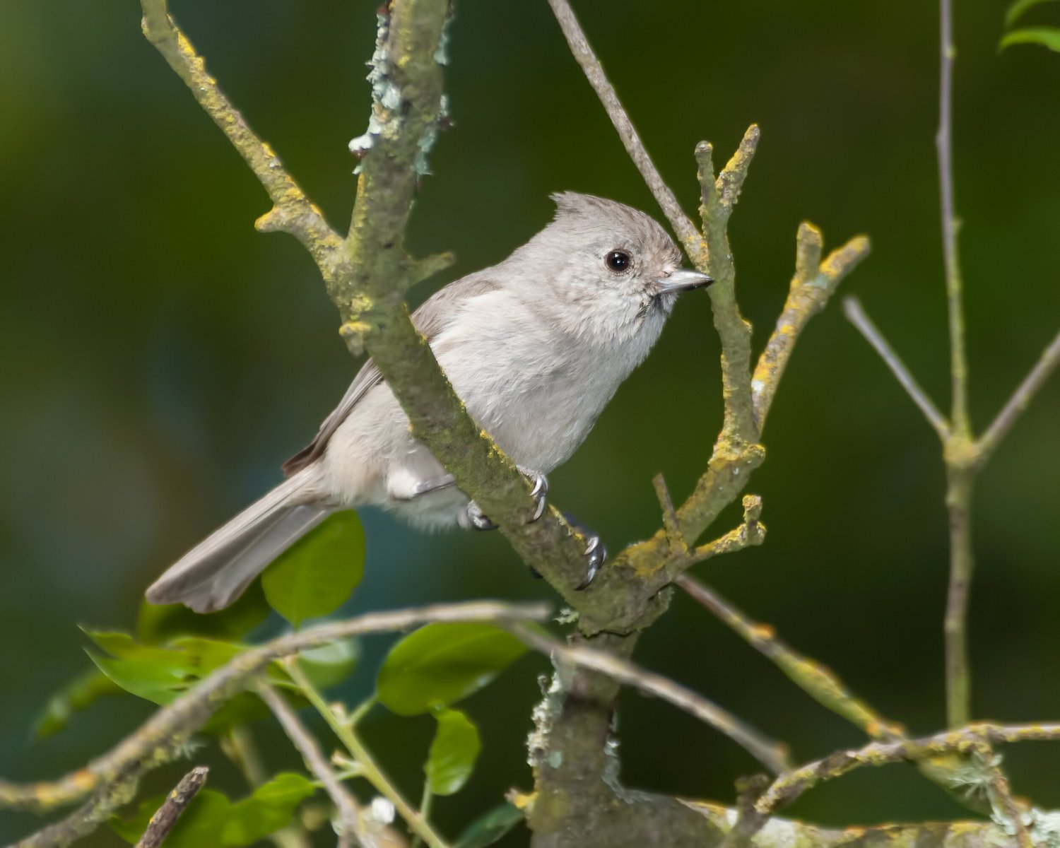 Meet the Oak Titmouse — Sacramento Audubon Society