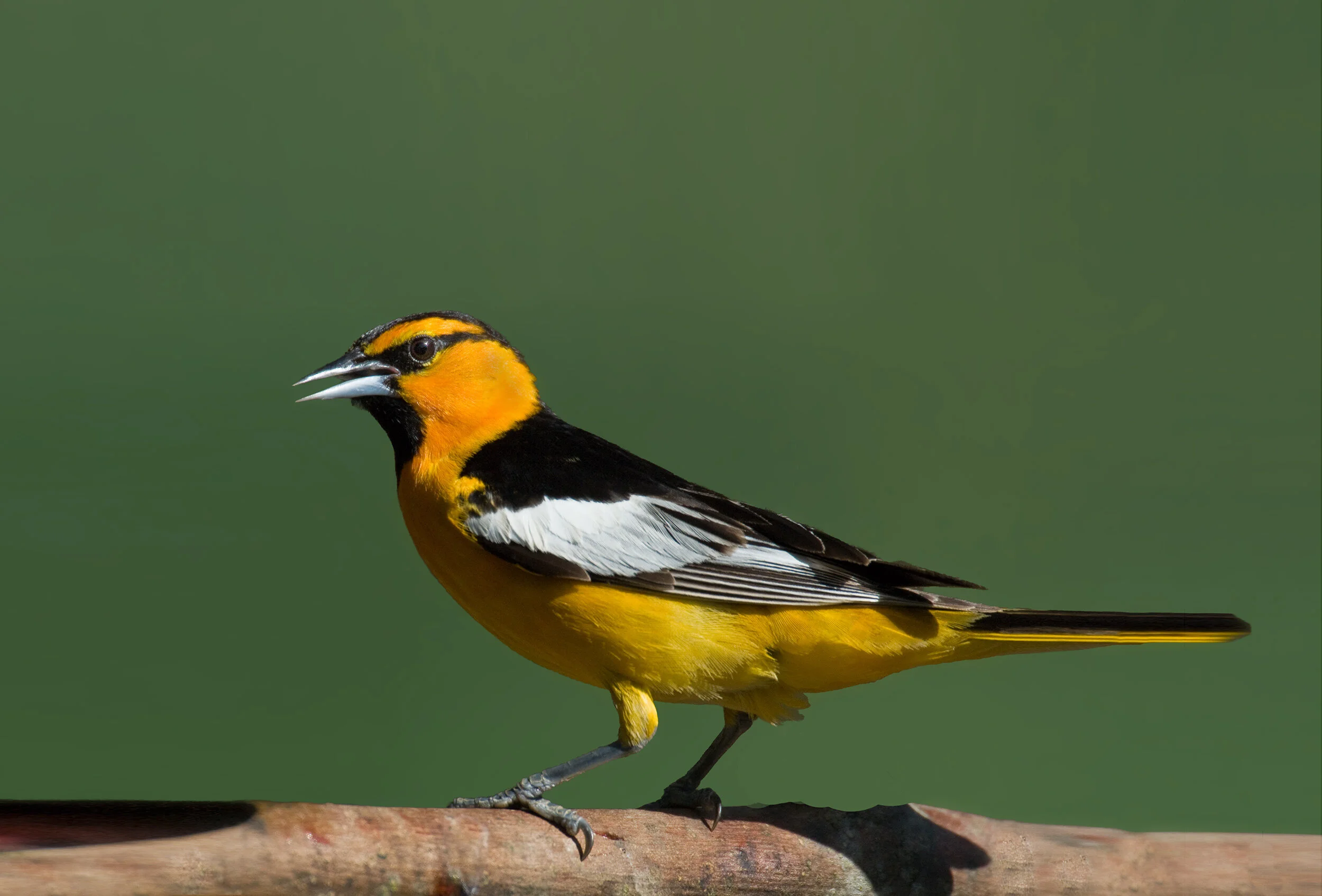Bullock's Oriole — Sacramento Audubon Society