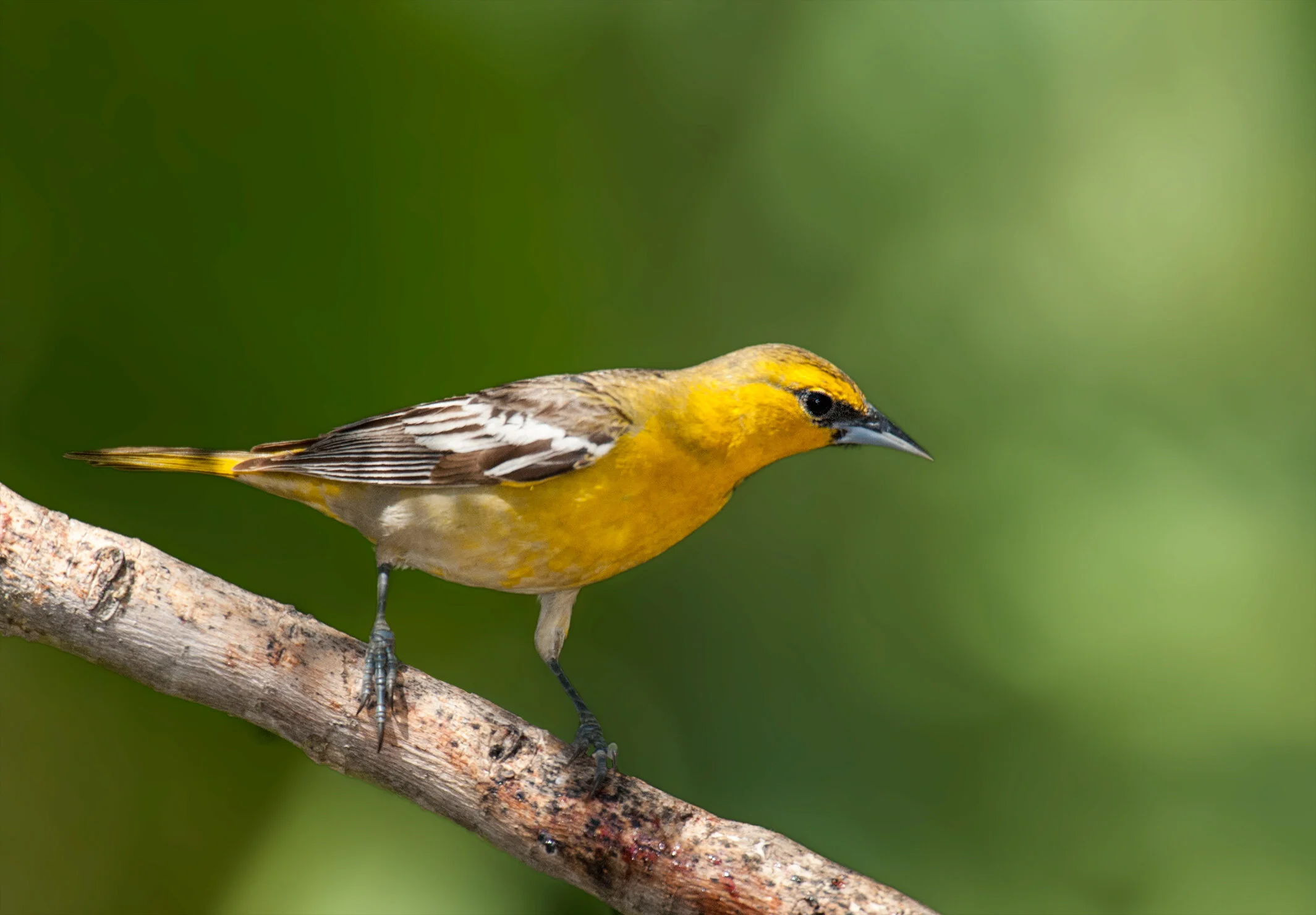 Bullock's Oriole — Sacramento Audubon Society