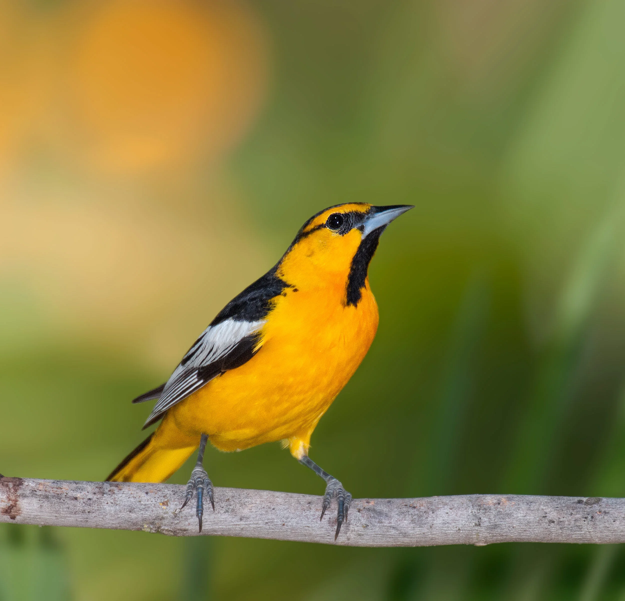 Bullock's Oriole — Sacramento Audubon Society