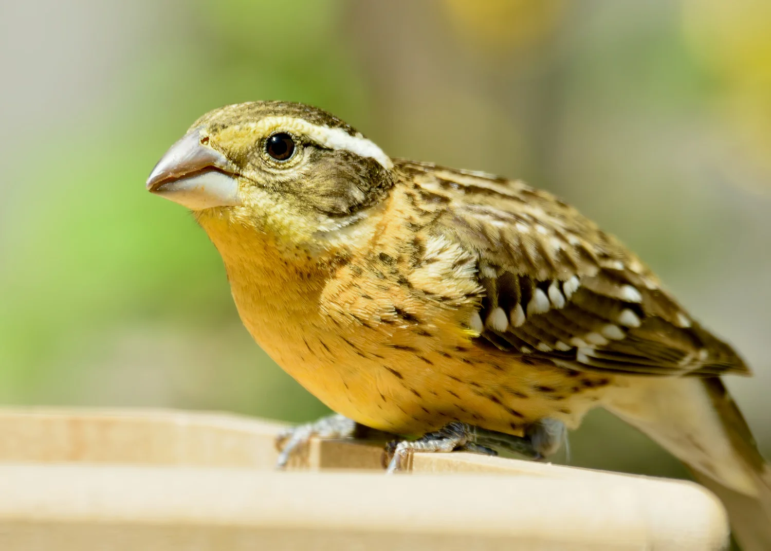 Meet the Black-headed Grosbeak — Sacramento Audubon Society