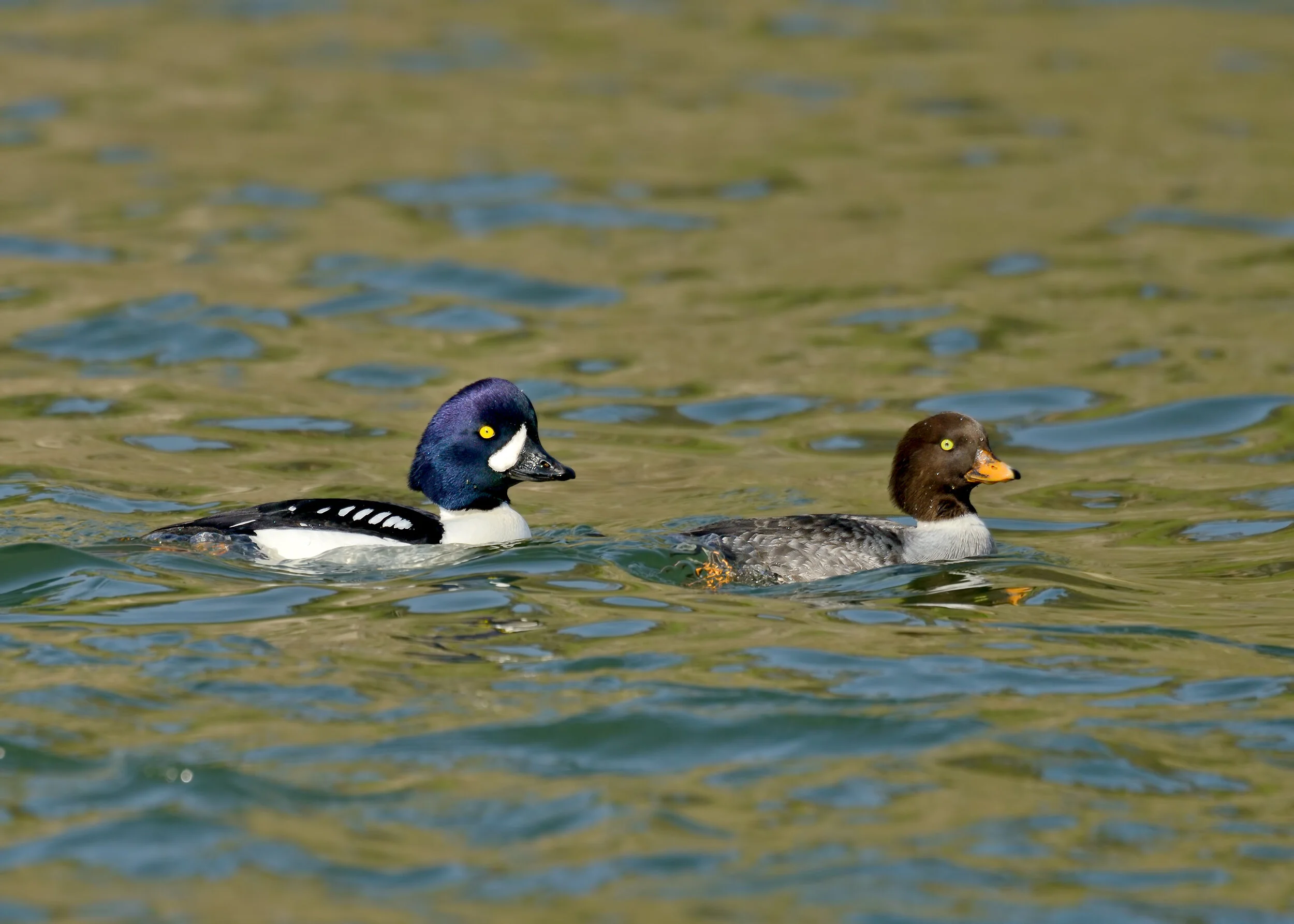 Barrow's Goldeneye — Sacramento Audubon Society