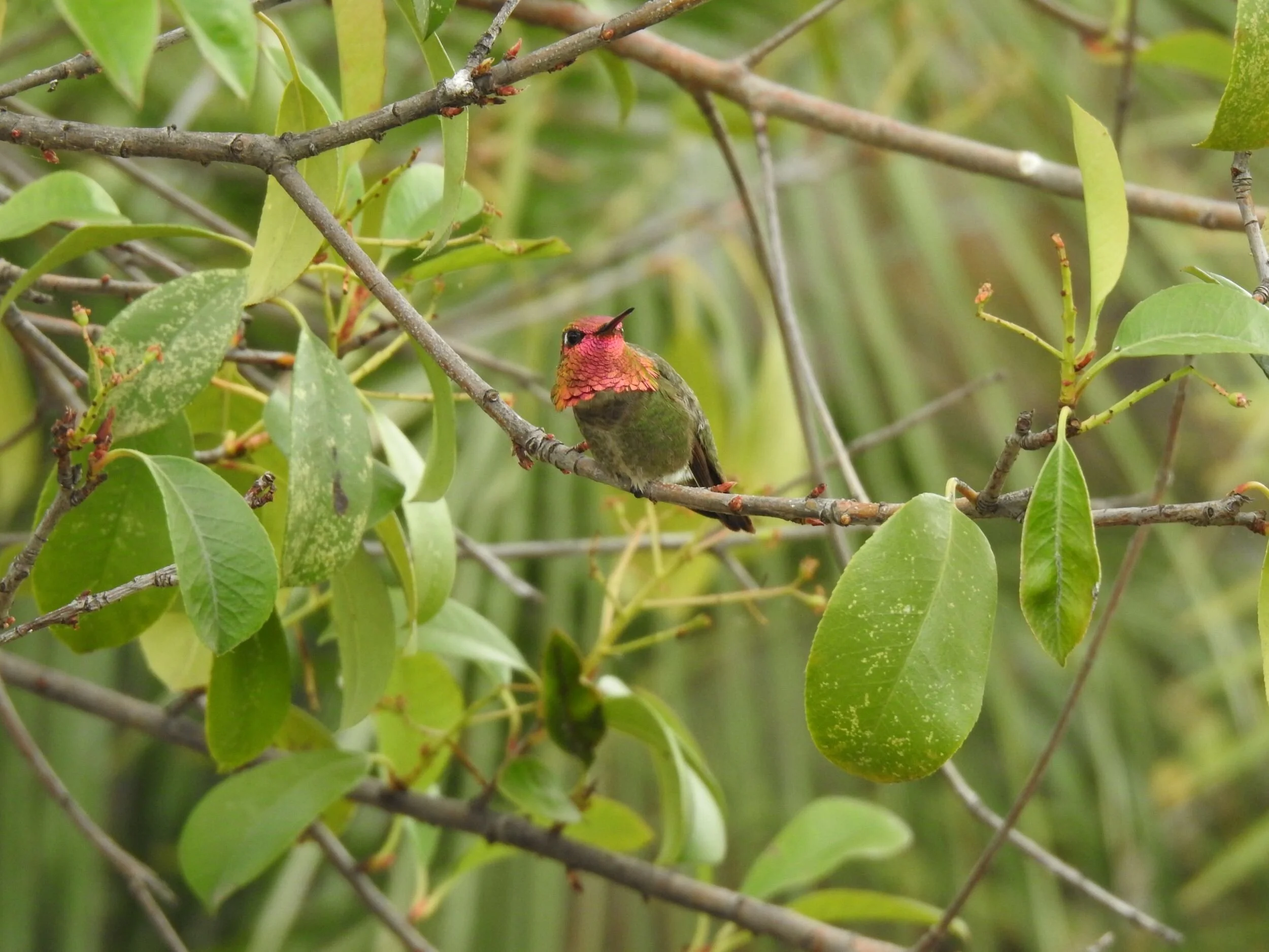 Anna's Hummingbird — Sacramento Audubon Society
