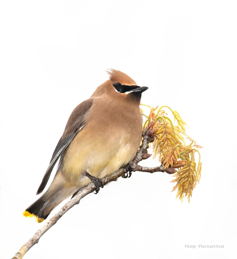 Meet the Cedar Waxwing — Sacramento Audubon Society