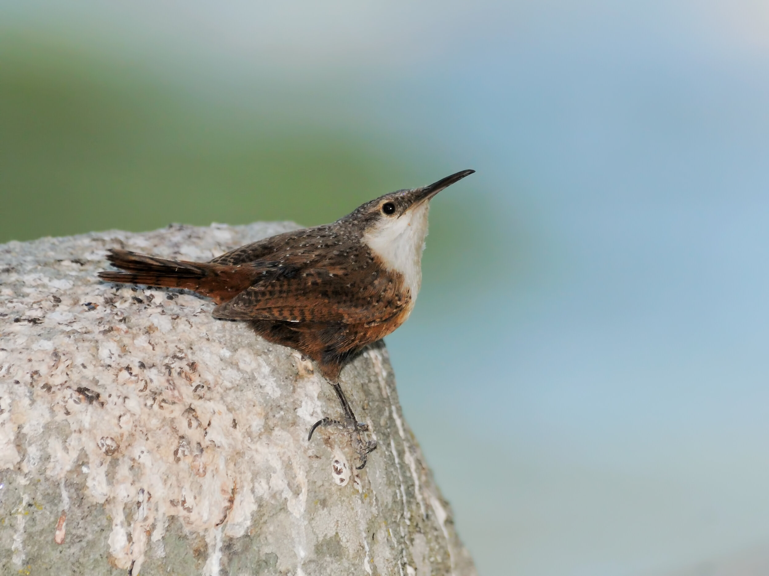 Auburn State Recreation Area — Sacramento Audubon Society