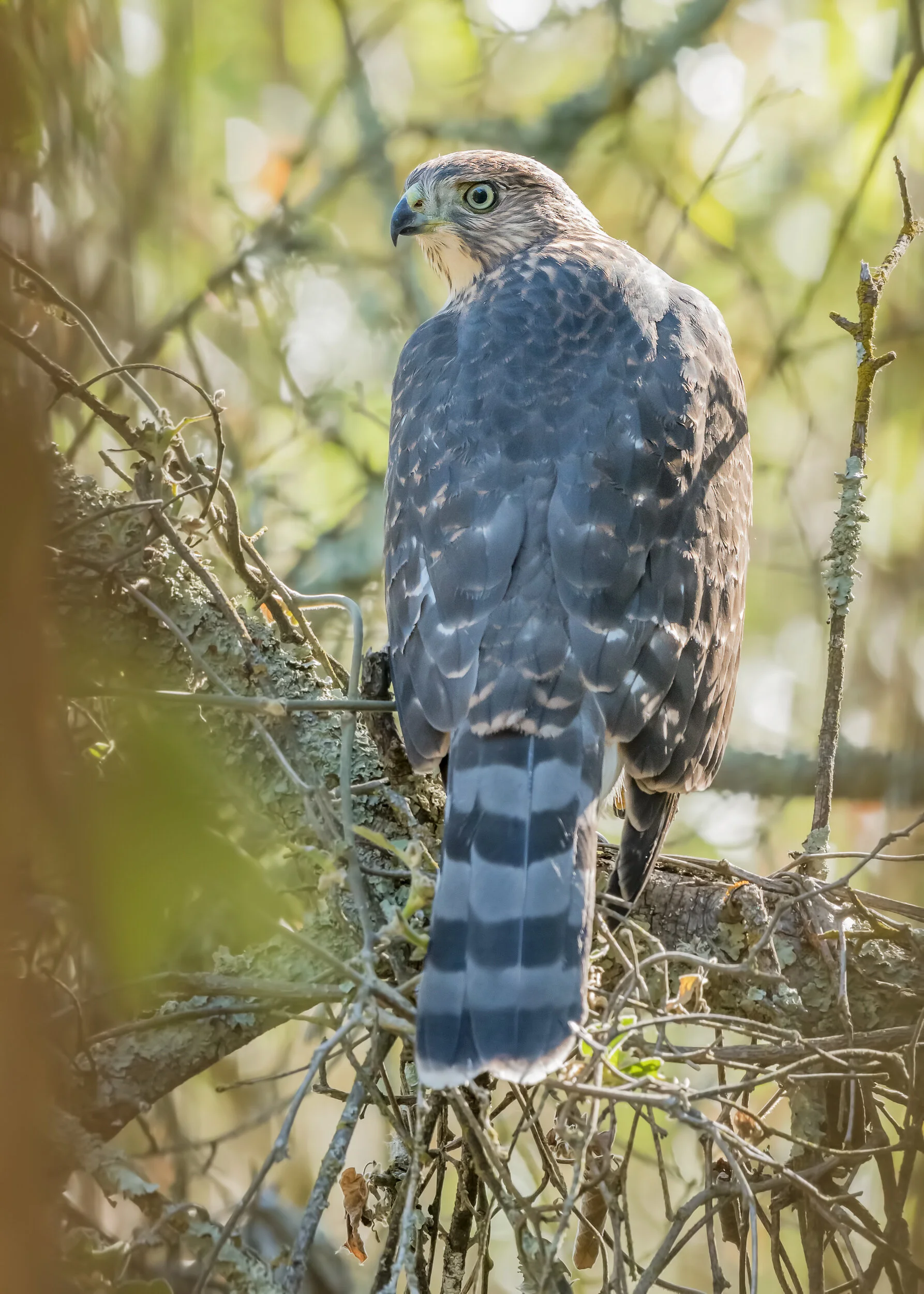 Cooper's Hawk — Sacramento Audubon Society