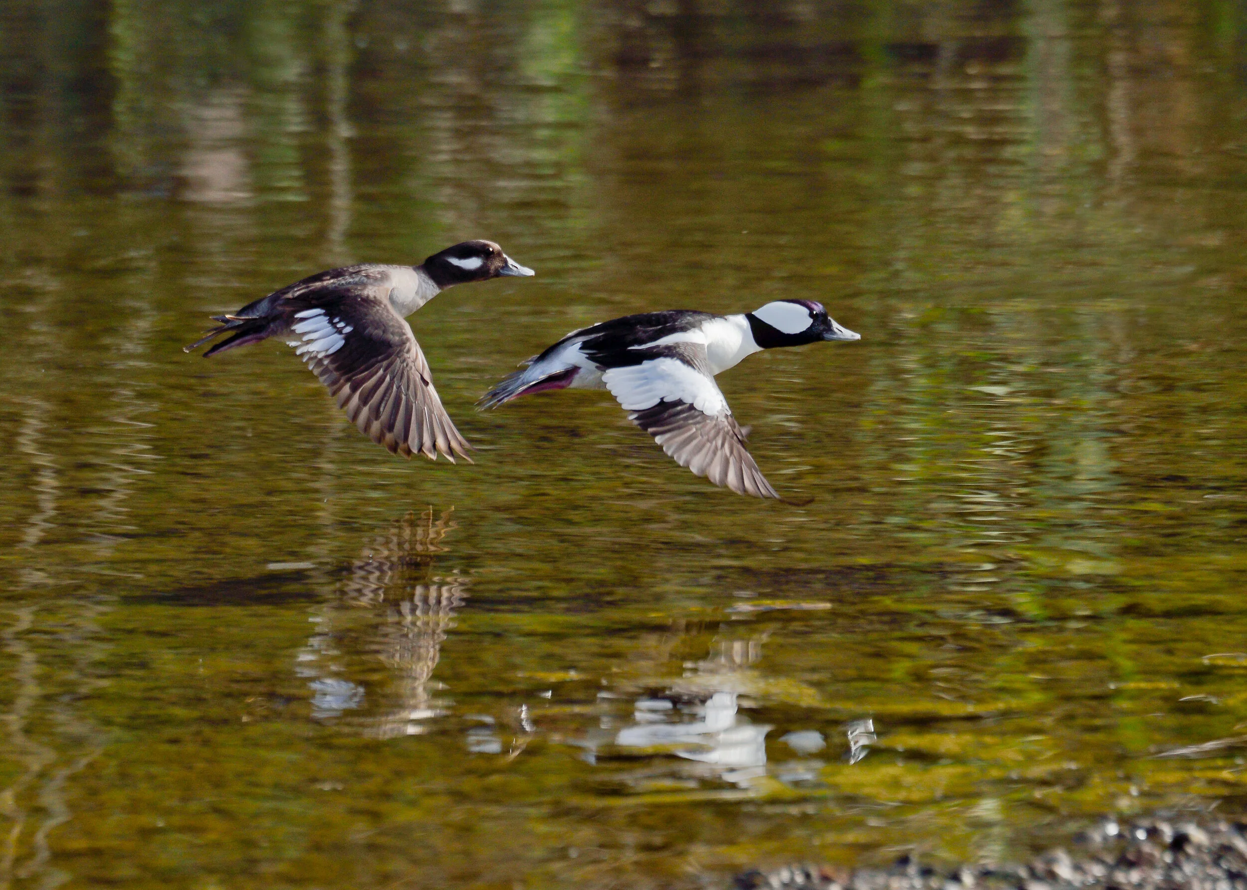 Meet the Bufflehead — Sacramento Audubon Society