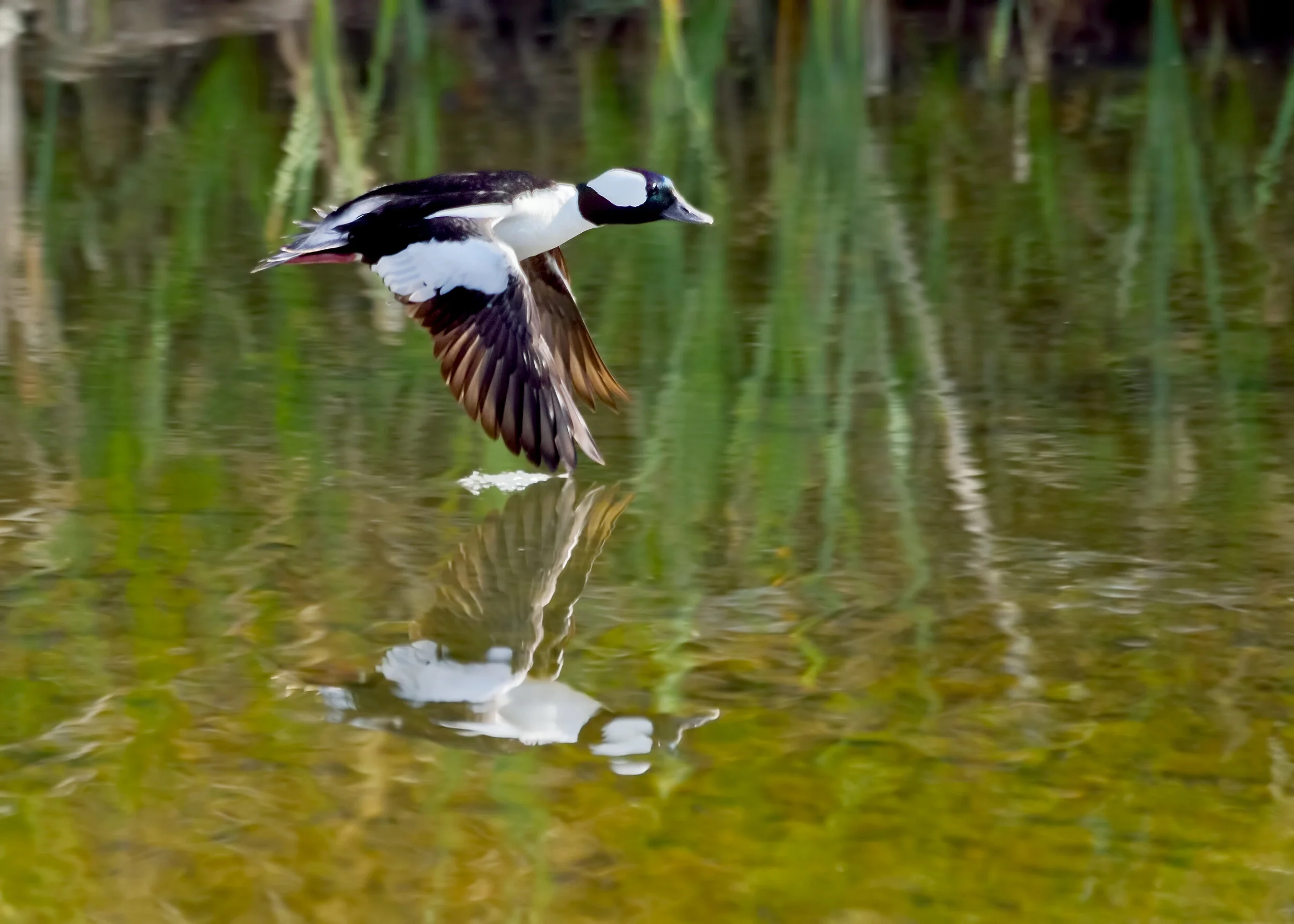 Meet the Bufflehead — Sacramento Audubon Society