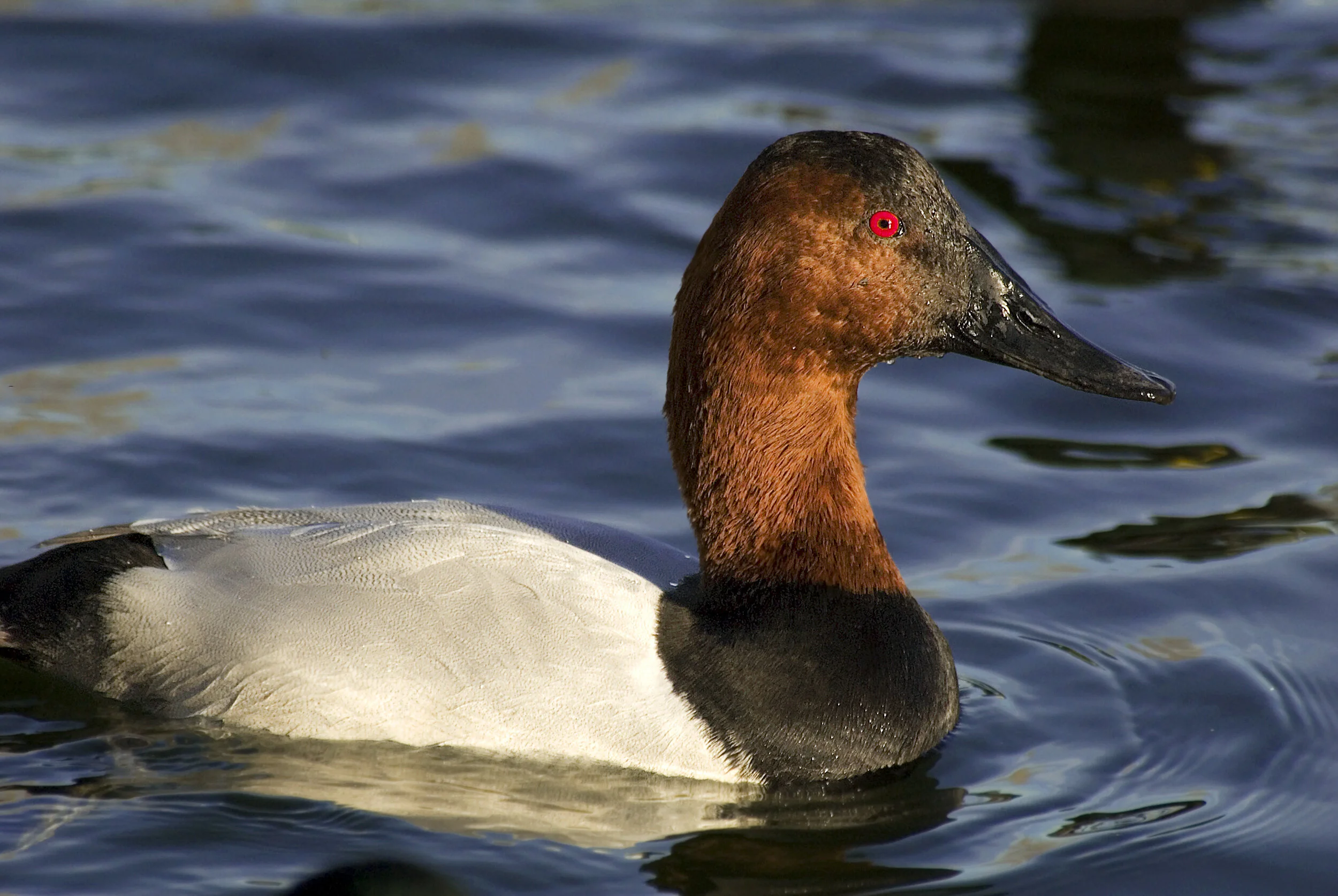 Canvasback — Sacramento Audubon Society