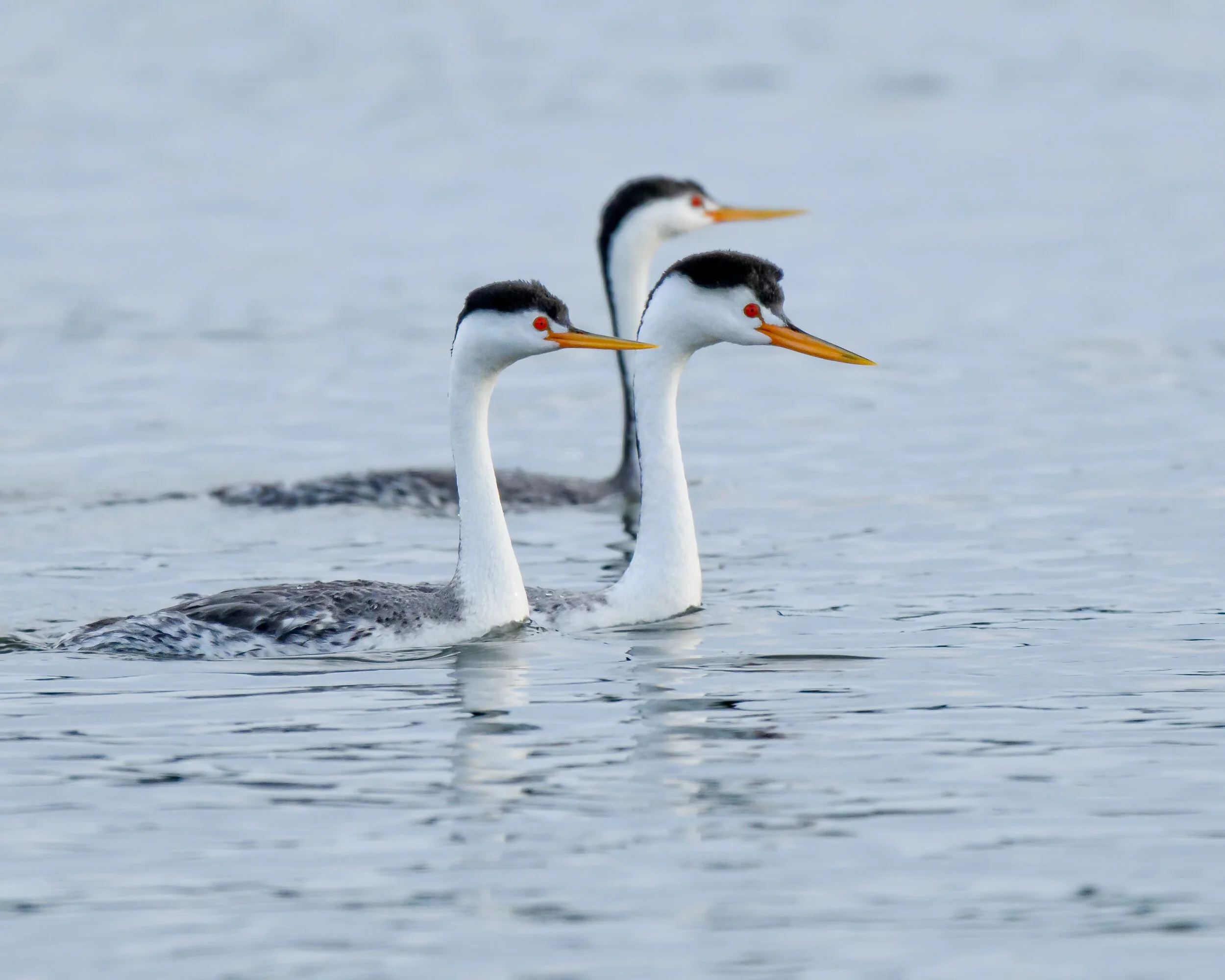 Clark's Grebe — Sacramento Audubon Society