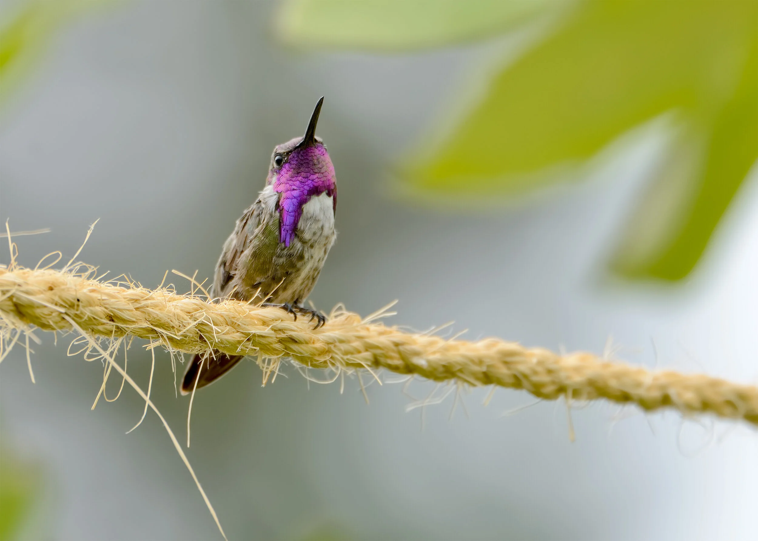 Costa's Hummingbird — Sacramento Audubon Society