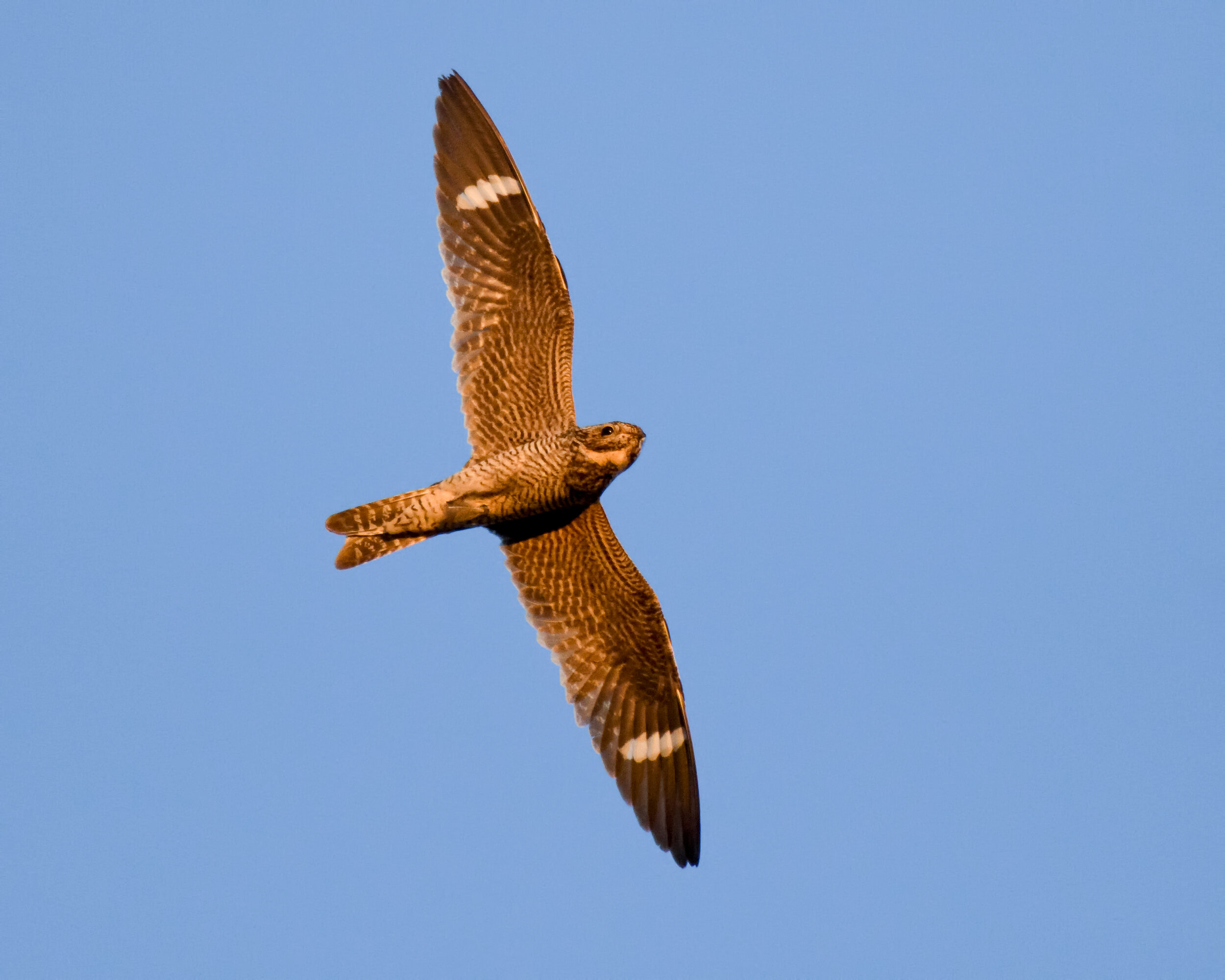 Common Poorwill In Flight