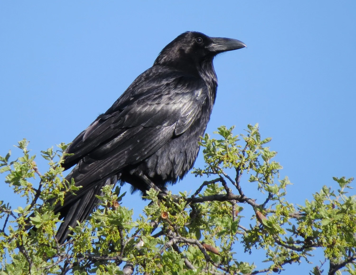 Meet the Common Raven — Sacramento Audubon Society