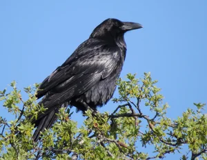 Meet the Common Raven — Sacramento Audubon Society