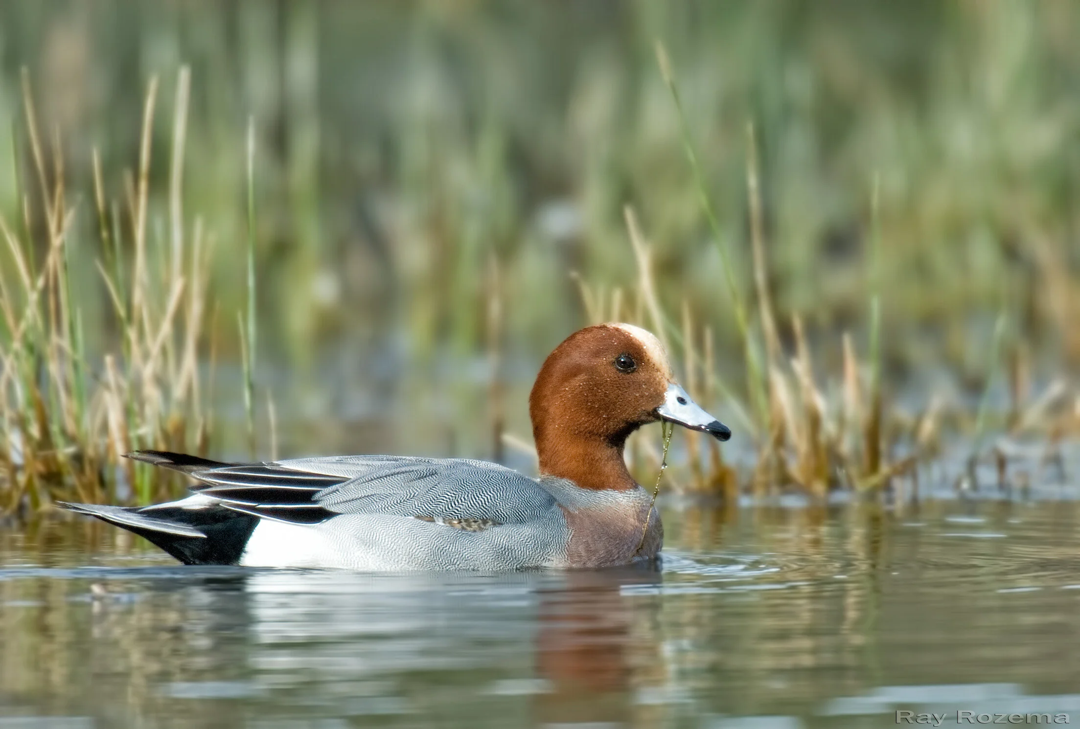 Eurasian — Sacramento Audubon Society