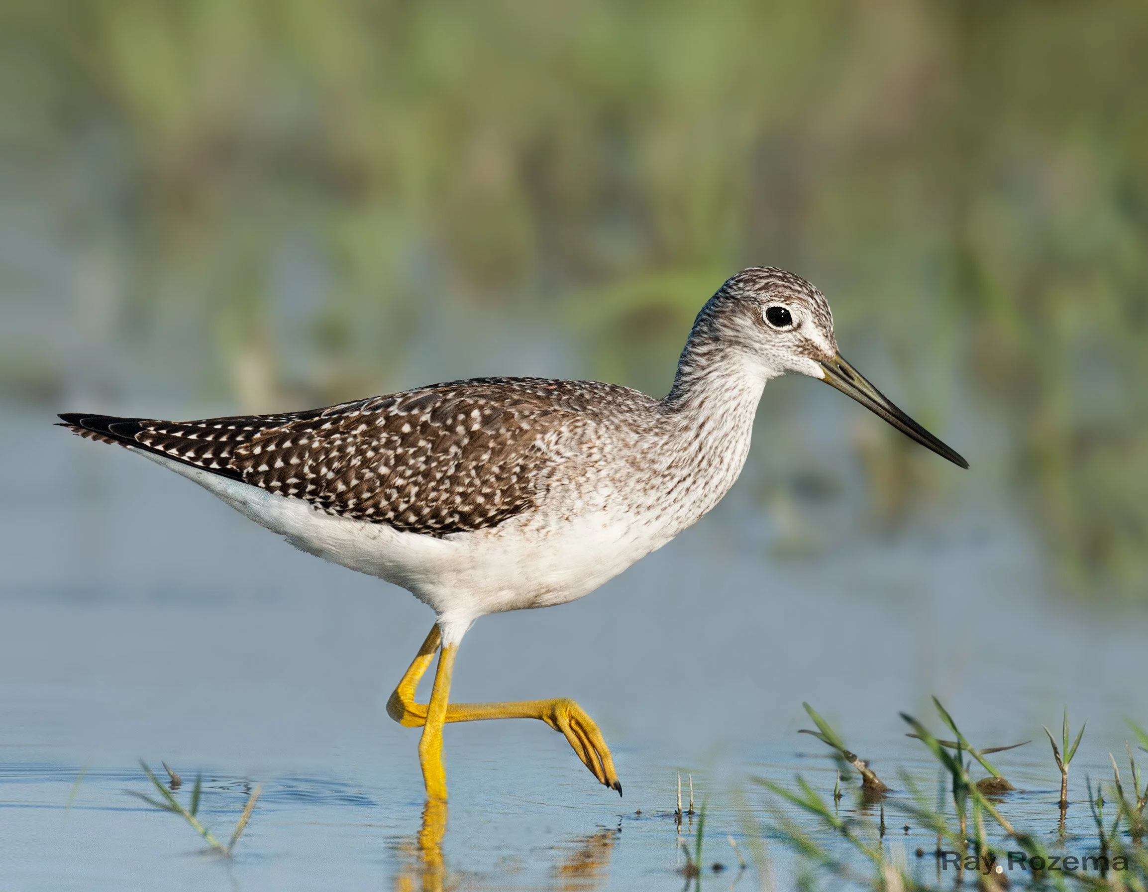 Meet the Greater Yellowlegs — Sacramento Audubon Society
