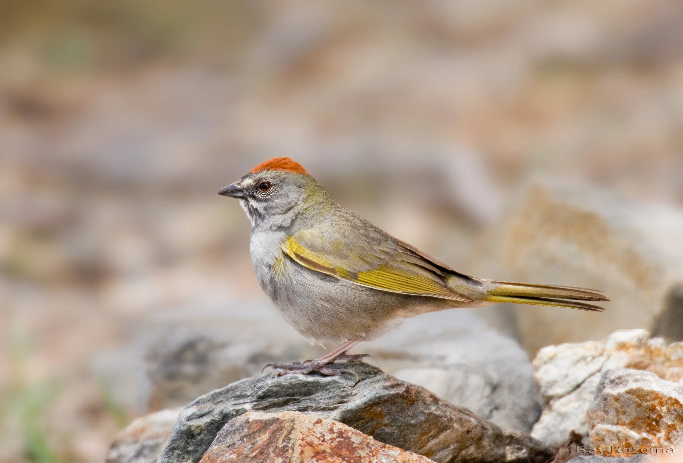 Green-tailed Towhee — Sacramento Audubon Society