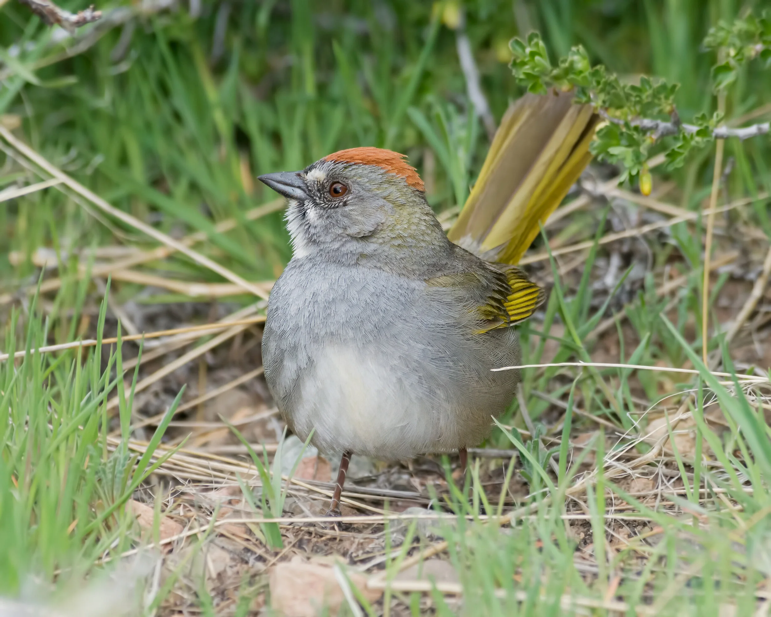 Green-tailed Towhee — Sacramento Audubon Society