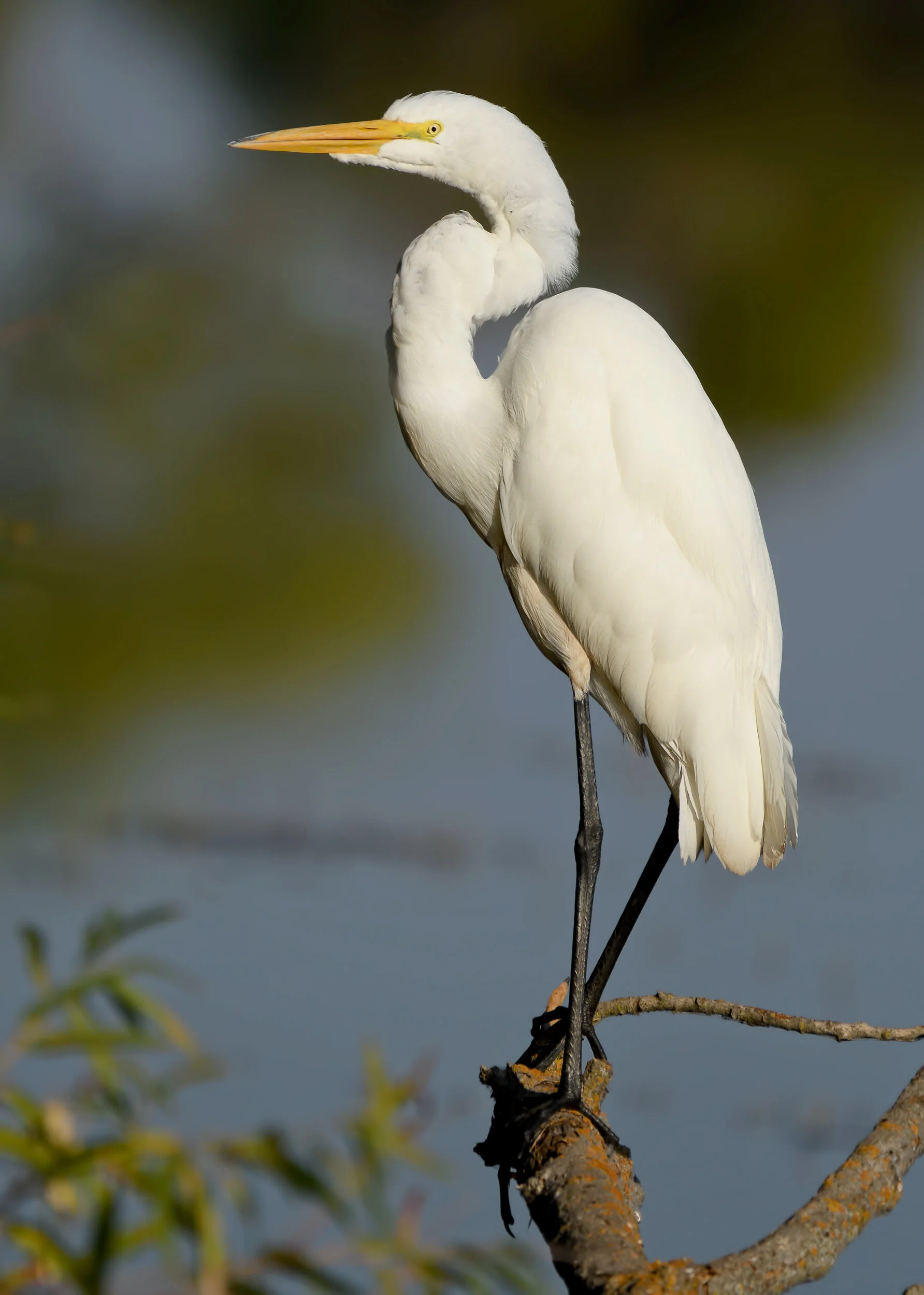 Meet the Great Egret — Sacramento Audubon Society
