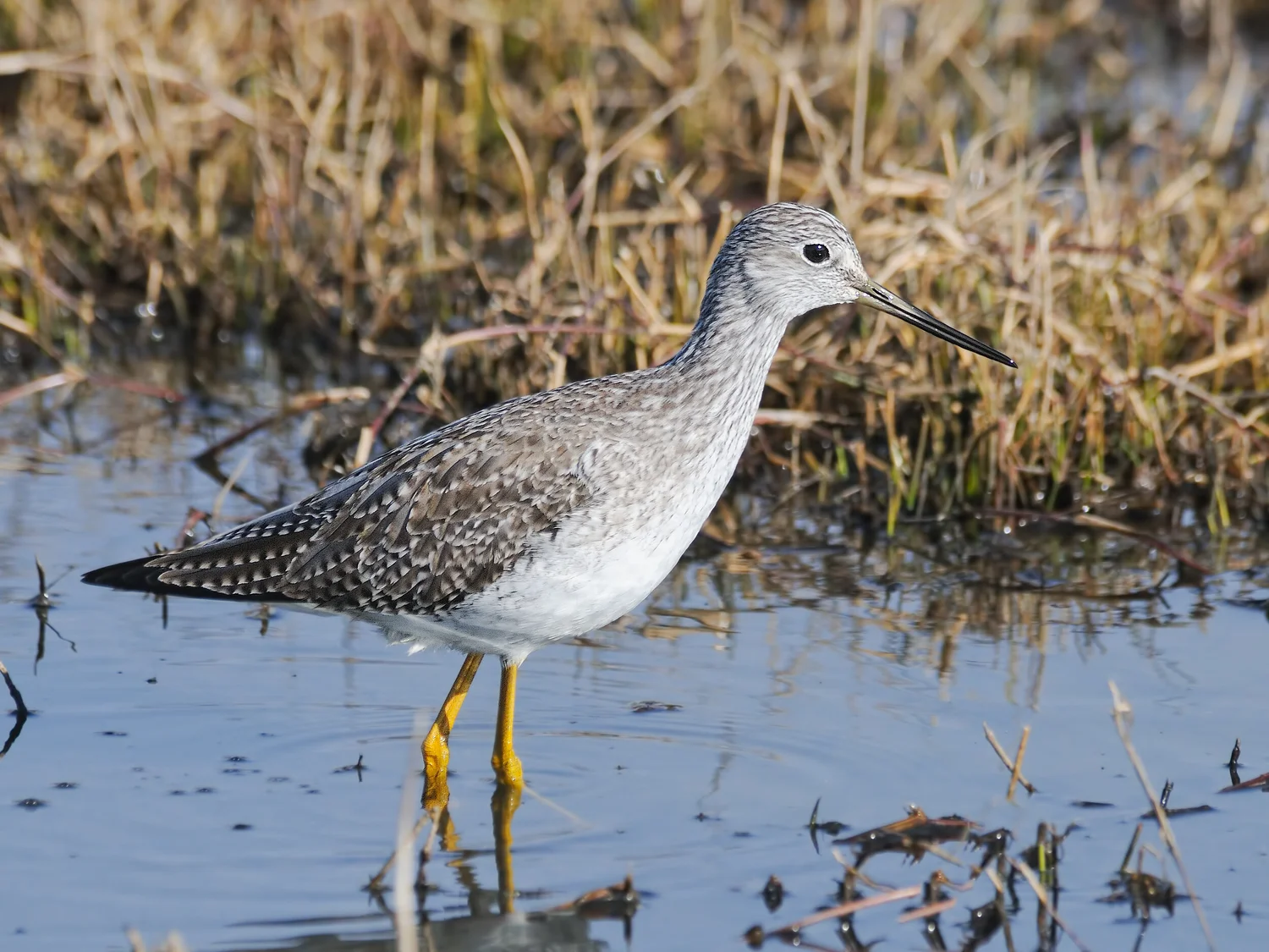 Meet the Greater Yellowlegs — Sacramento Audubon Society