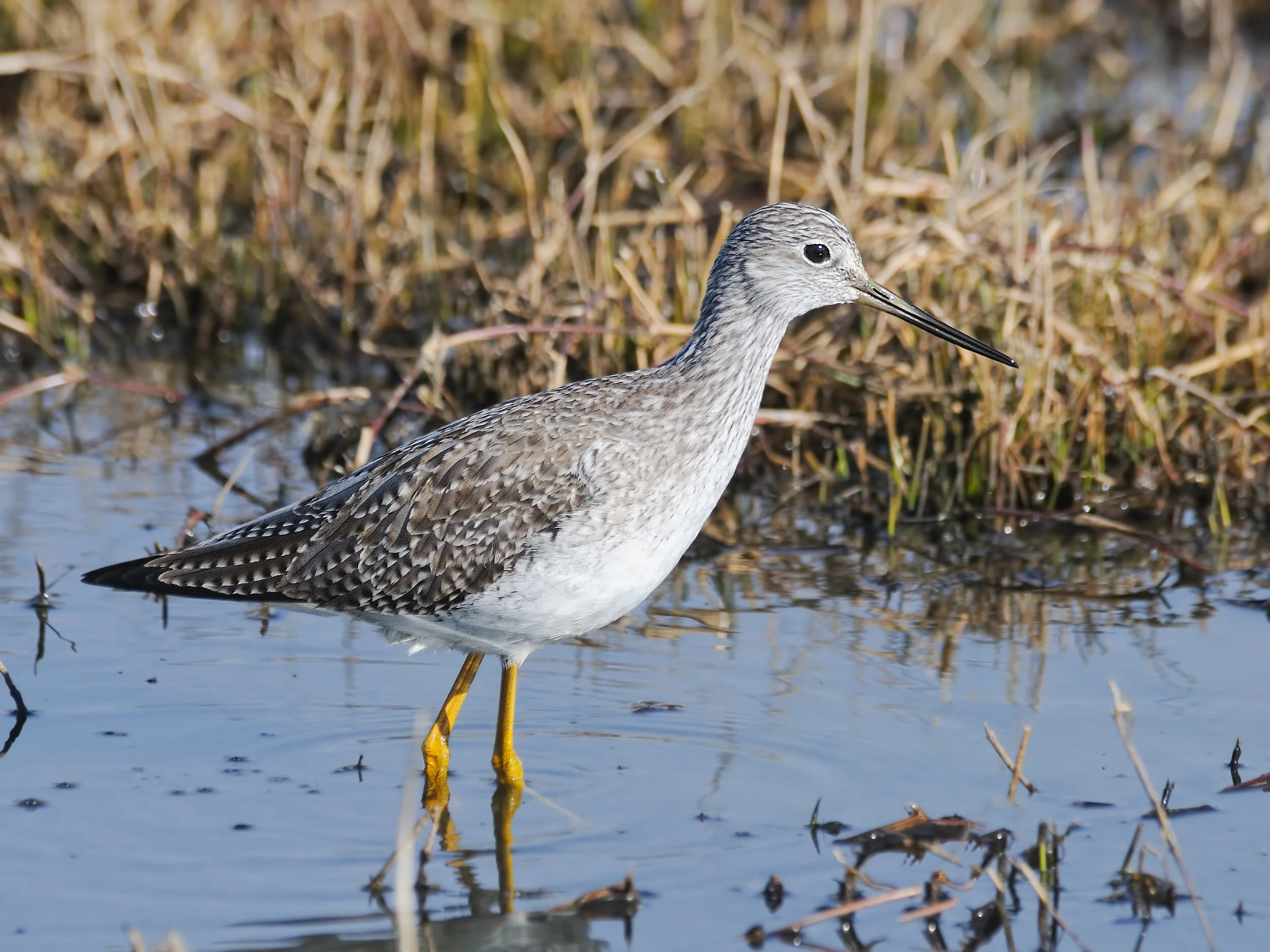 Meet the Greater Yellowlegs — Sacramento Audubon Society