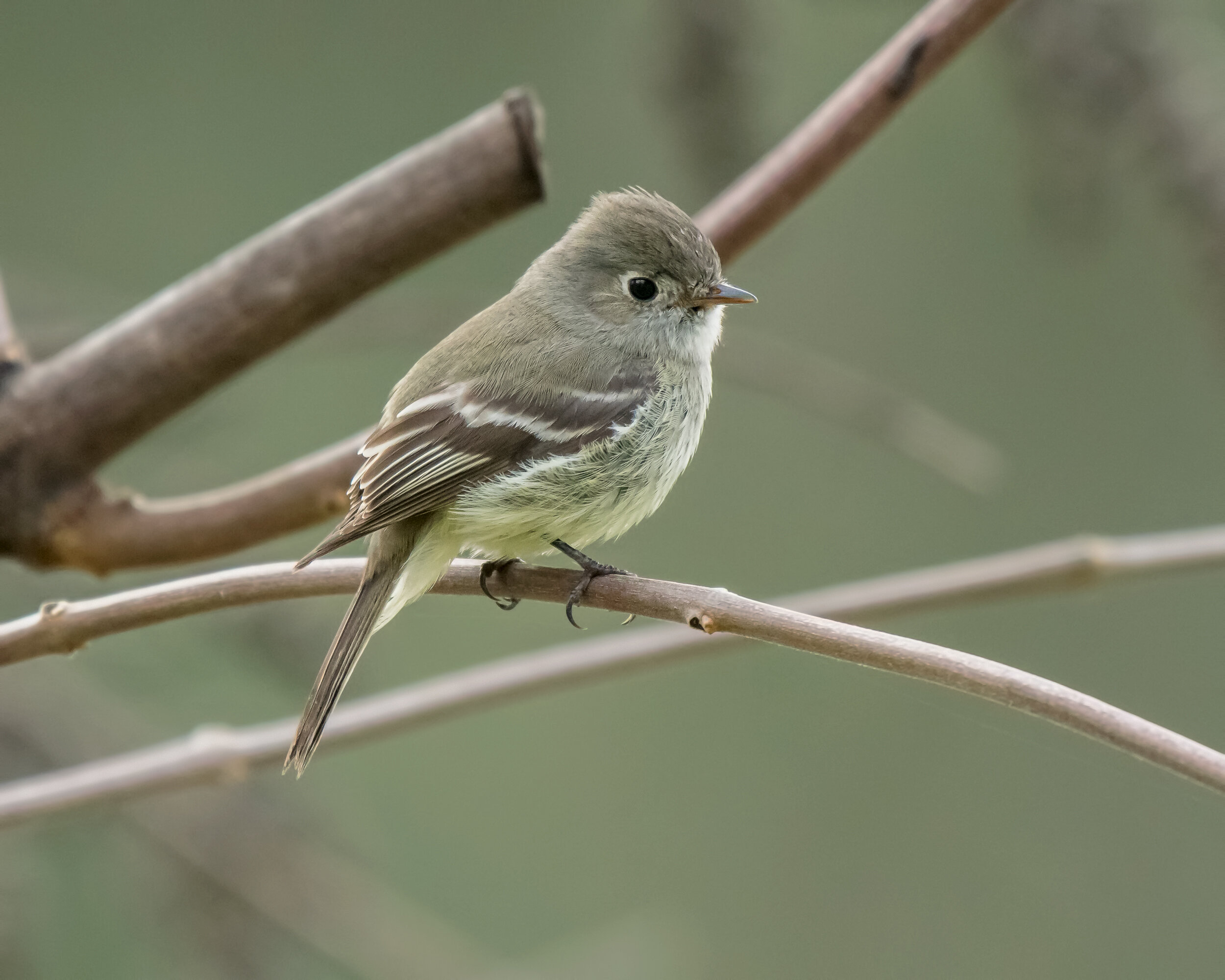 Hammond's Flycatcher — Sacramento Audubon Society