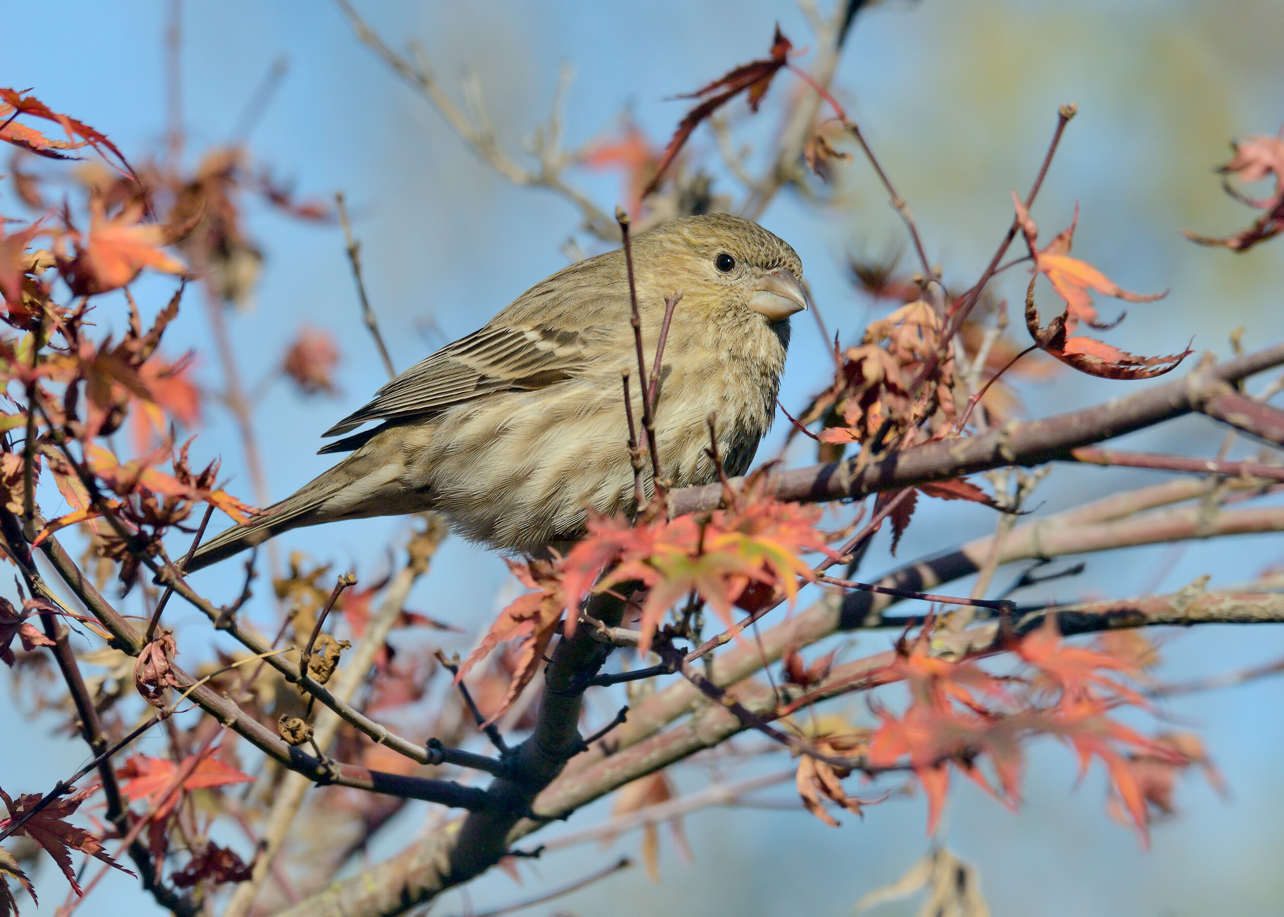 Female House Finch