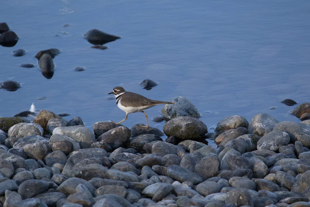 Meet the Killdeer — Sacramento Audubon Society