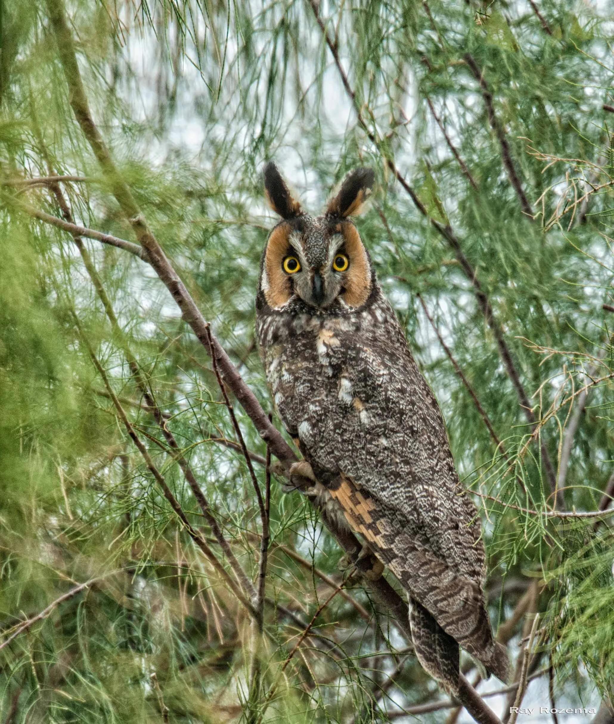 Long-eared Owl — Sacramento Audubon Society
