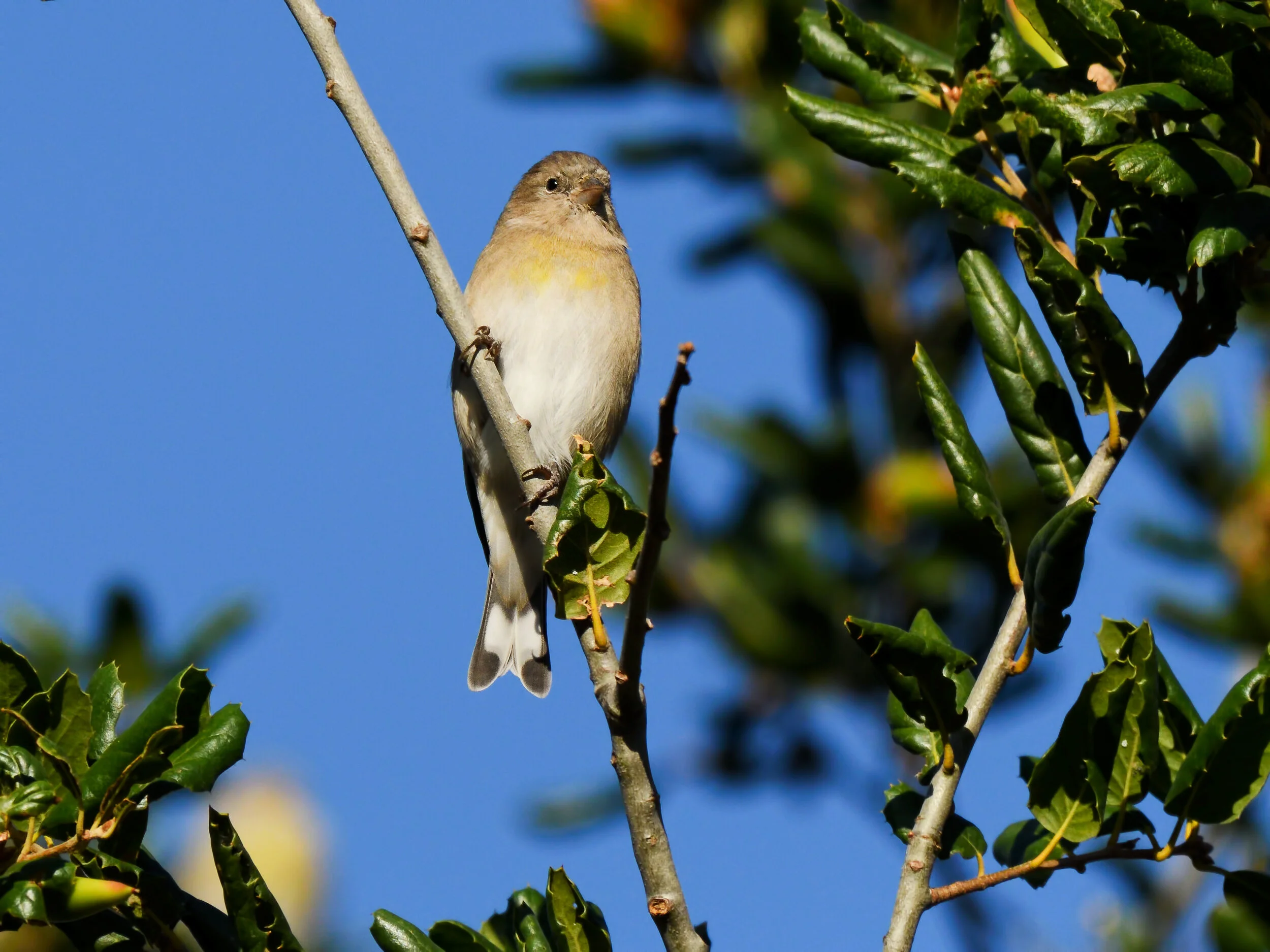 Lawrence's Goldfinch — Sacramento Audubon Society