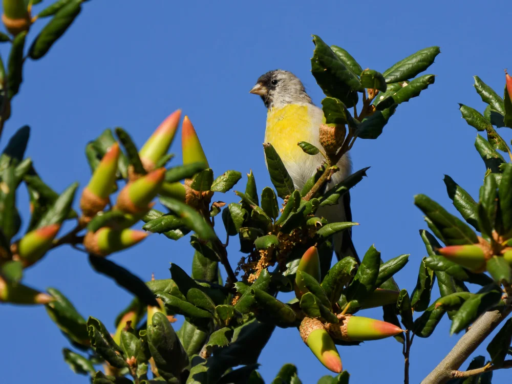 Deer Creek Hills - Self Guided Hike — Sacramento Audubon Society