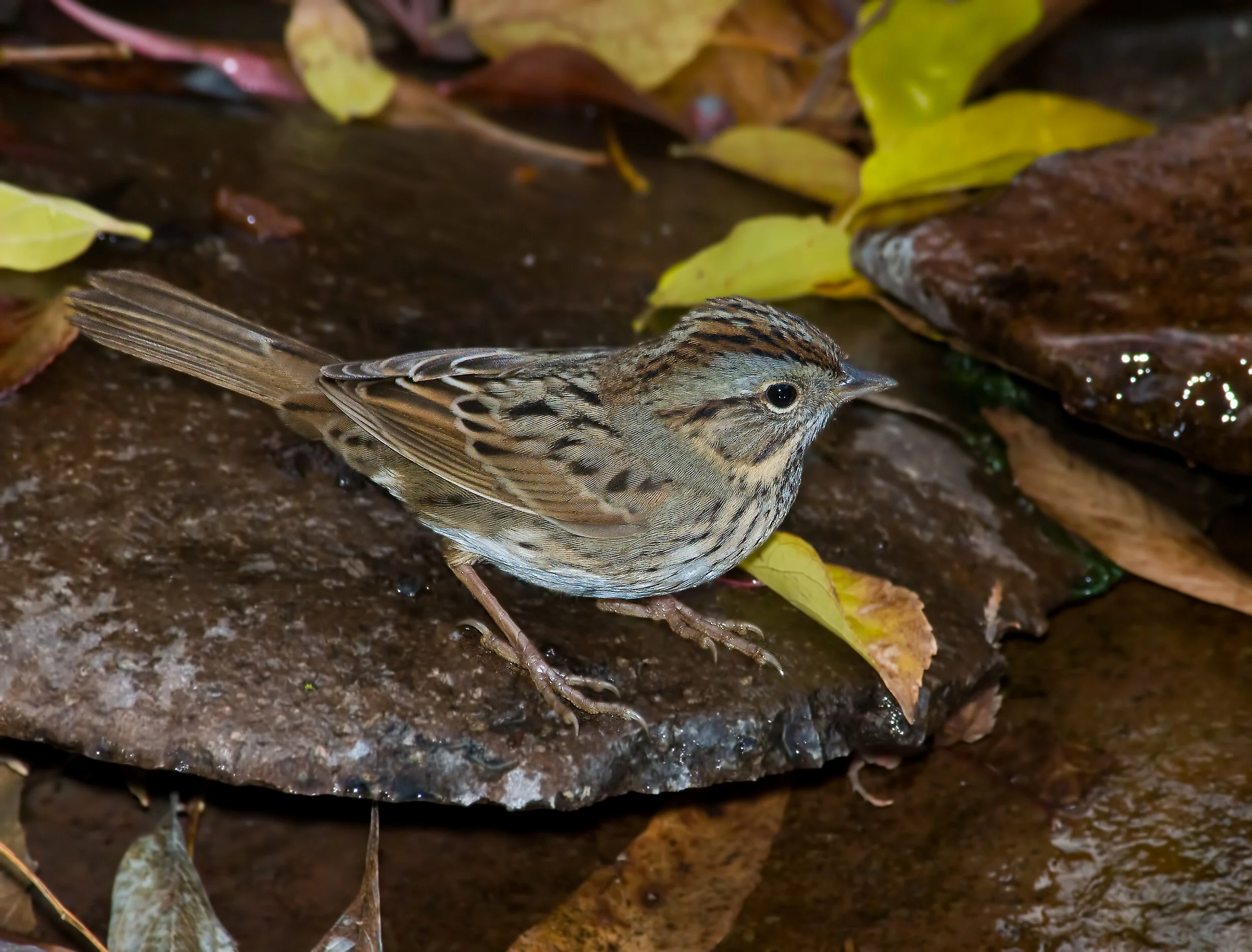 Lincoln's Sparrow — Sacramento Audubon Society