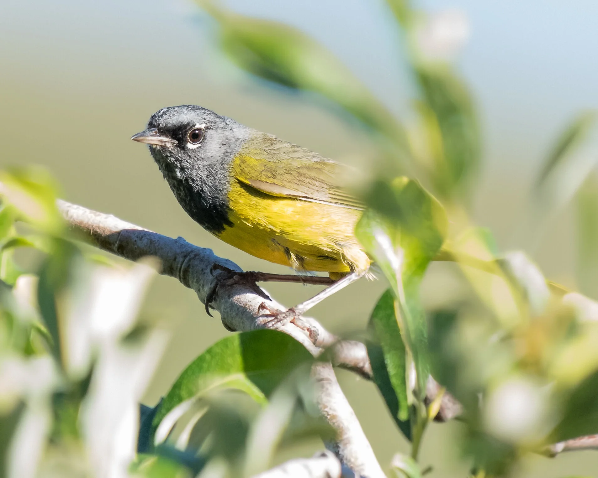MacGillivray's Warbler — Sacramento Audubon Society
