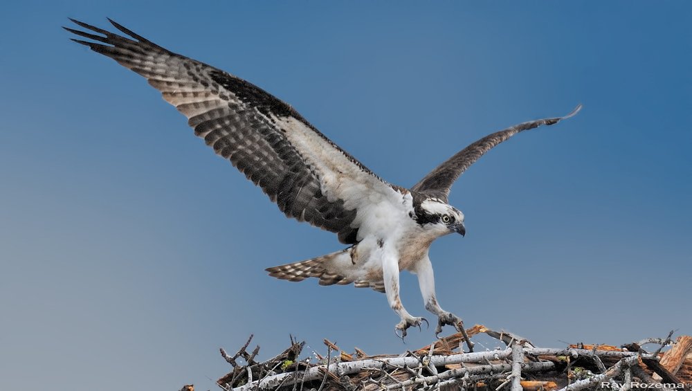 Meet the Osprey — Sacramento Audubon Society