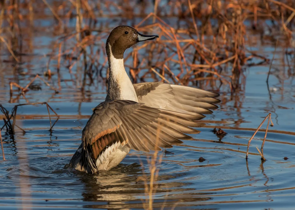 Pintail Wallpaper