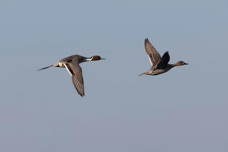 Meet the Northern Pintail — Sacramento Audubon Society