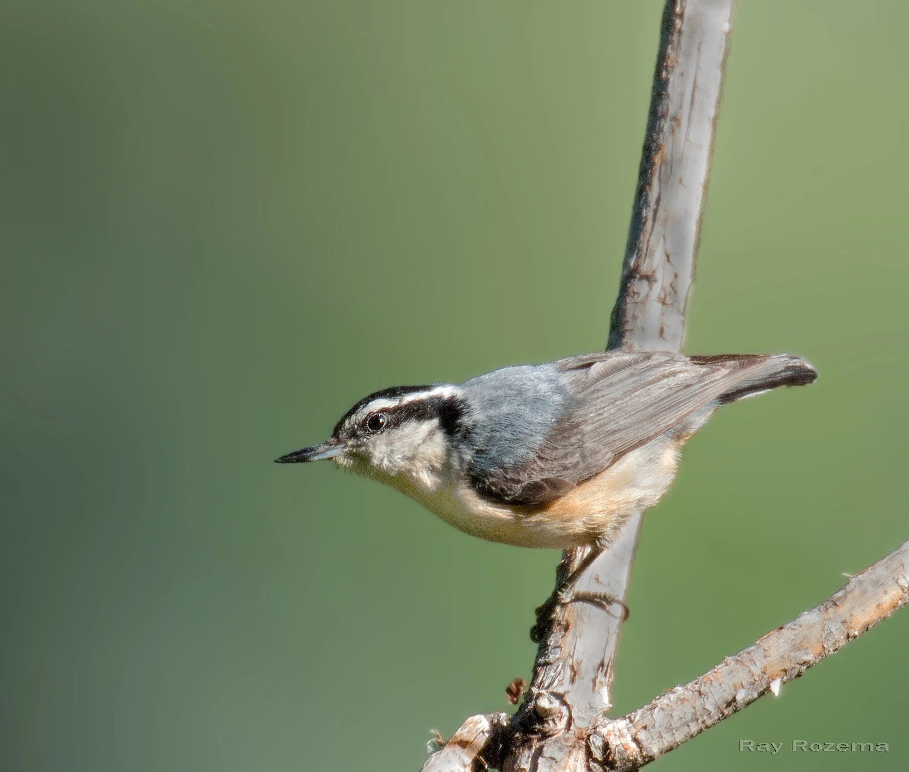 Red-breasted Nuthatch — Sacramento Audubon Society