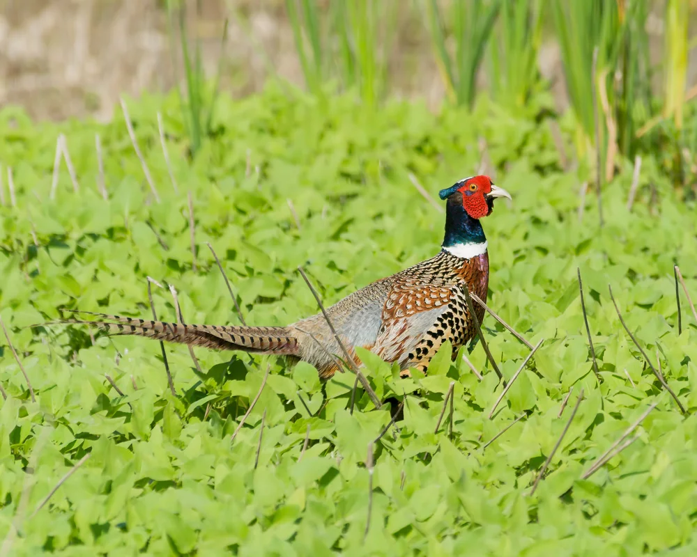 Meet the Ring-necked Pheasant — Sacramento Audubon Society
