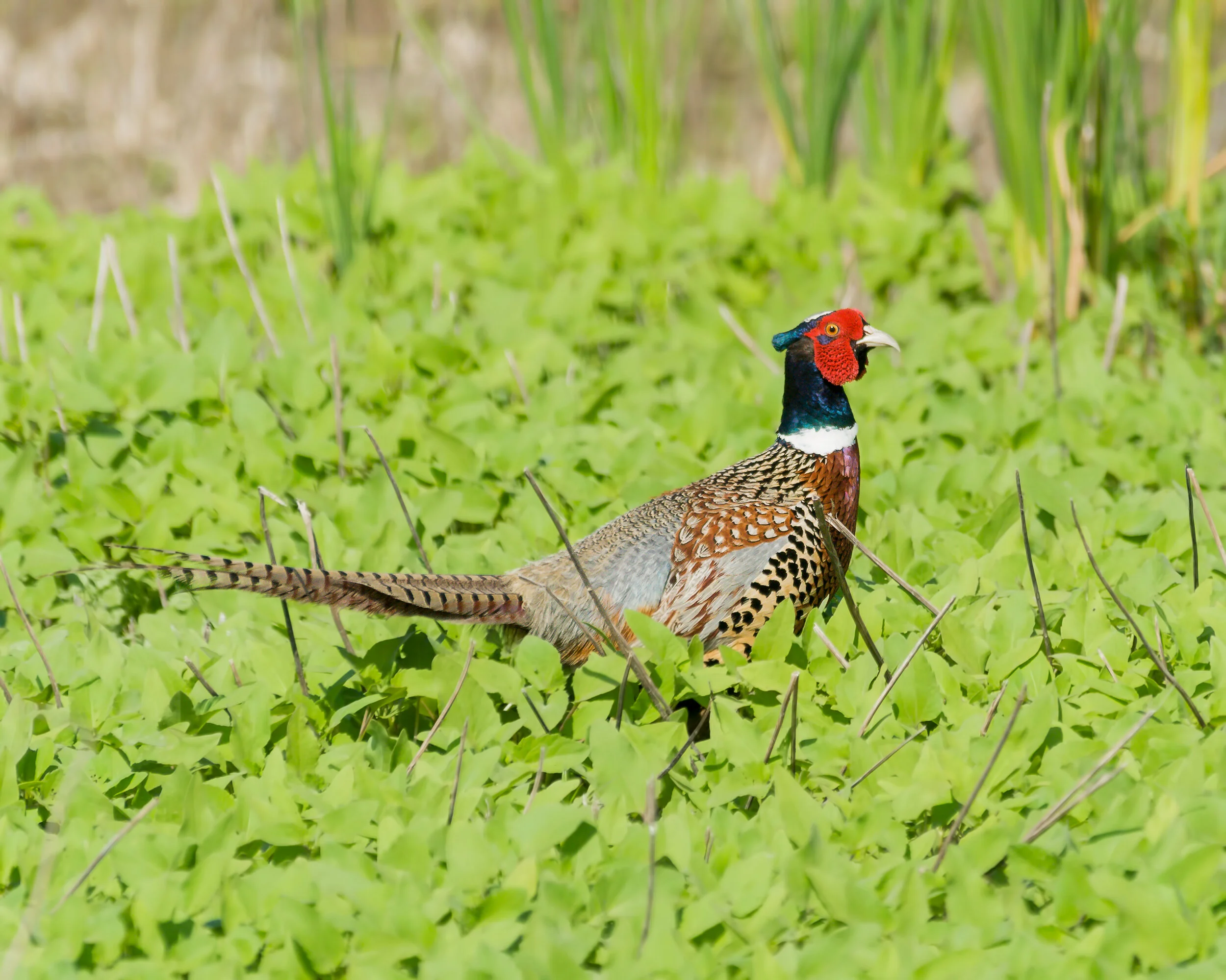Meet the Ring-necked Pheasant — Sacramento Audubon Society