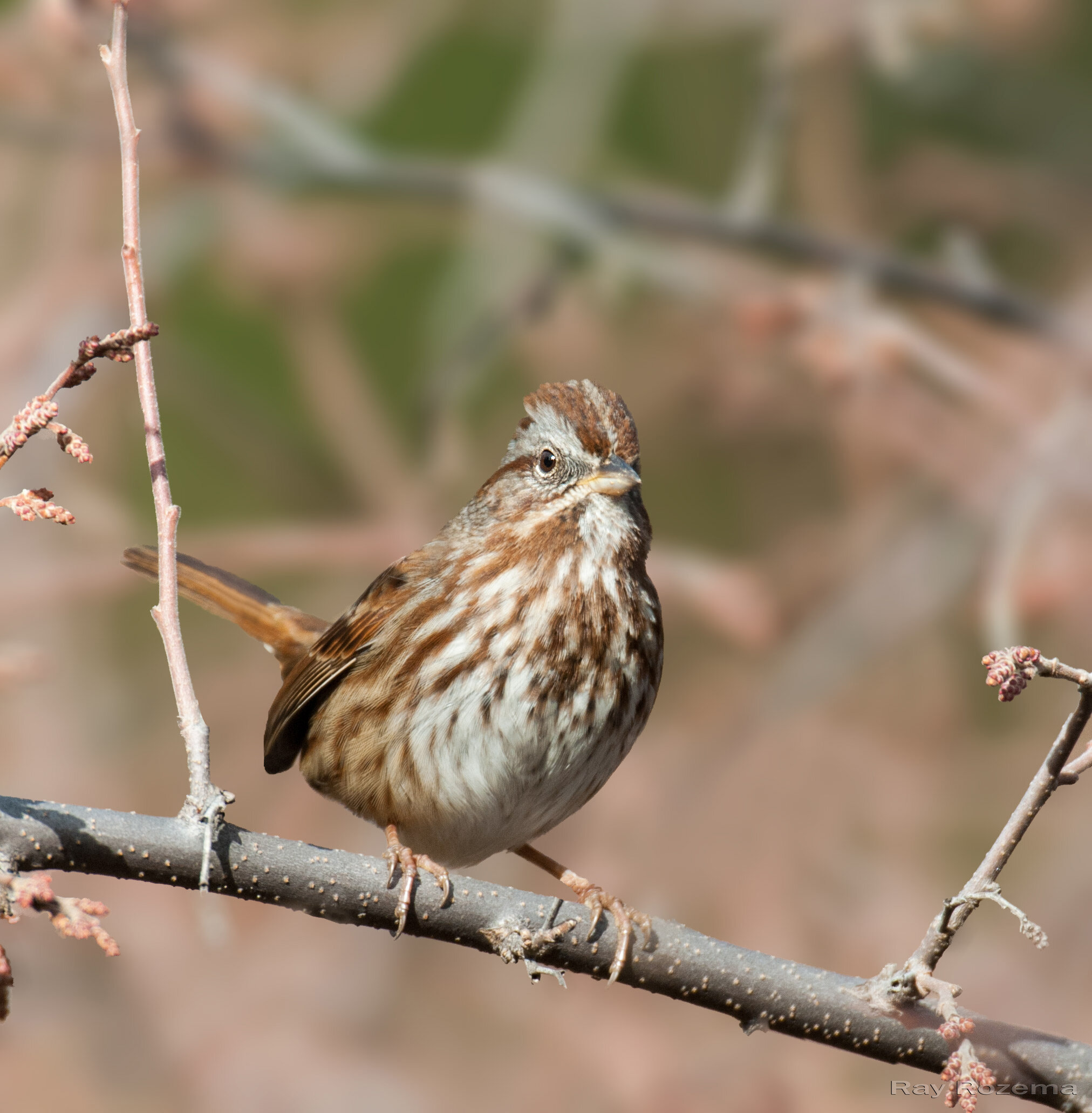 Meet Our Local Birds — Sacramento Audubon Society