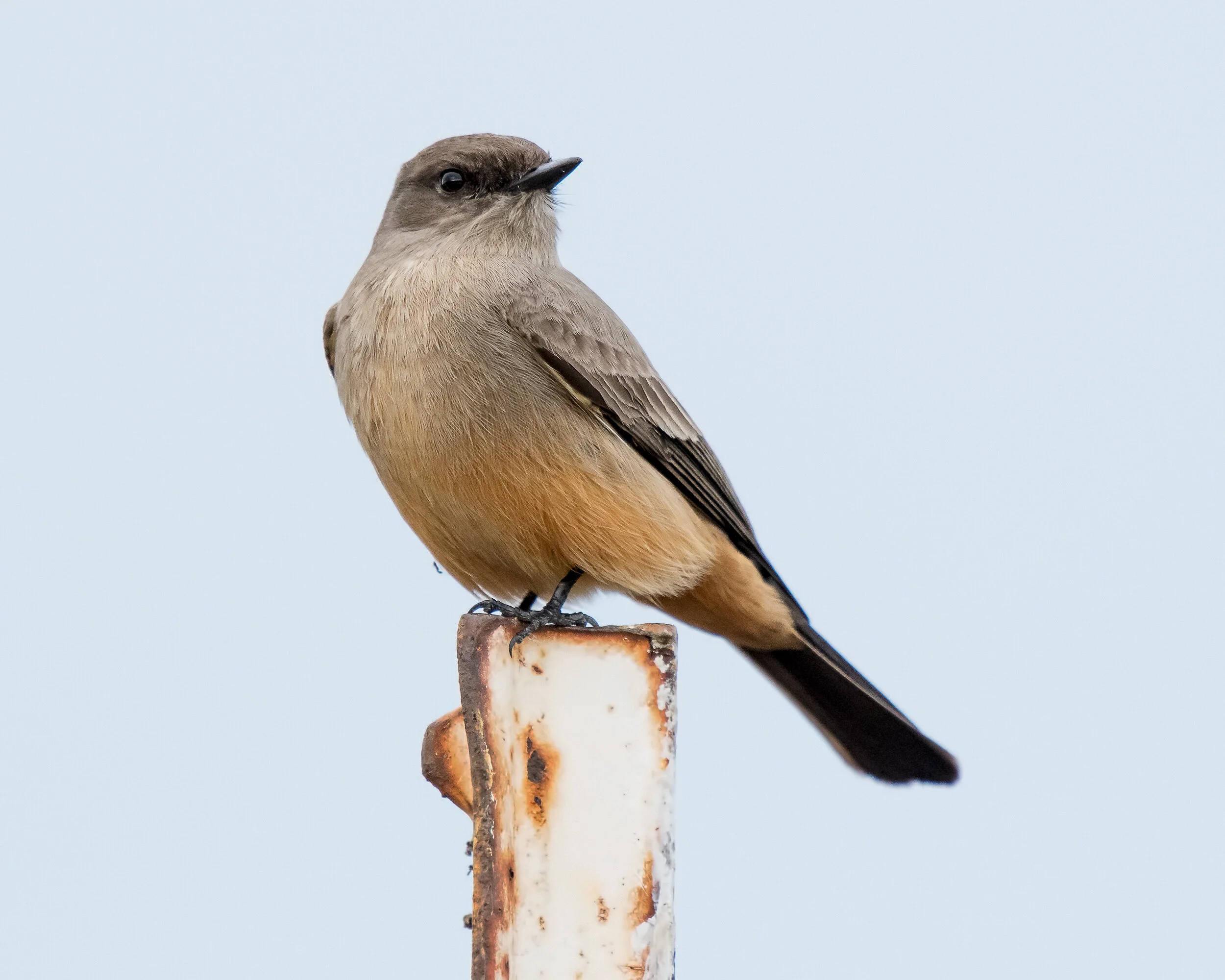 Say's Phoebe — Sacramento Audubon Society