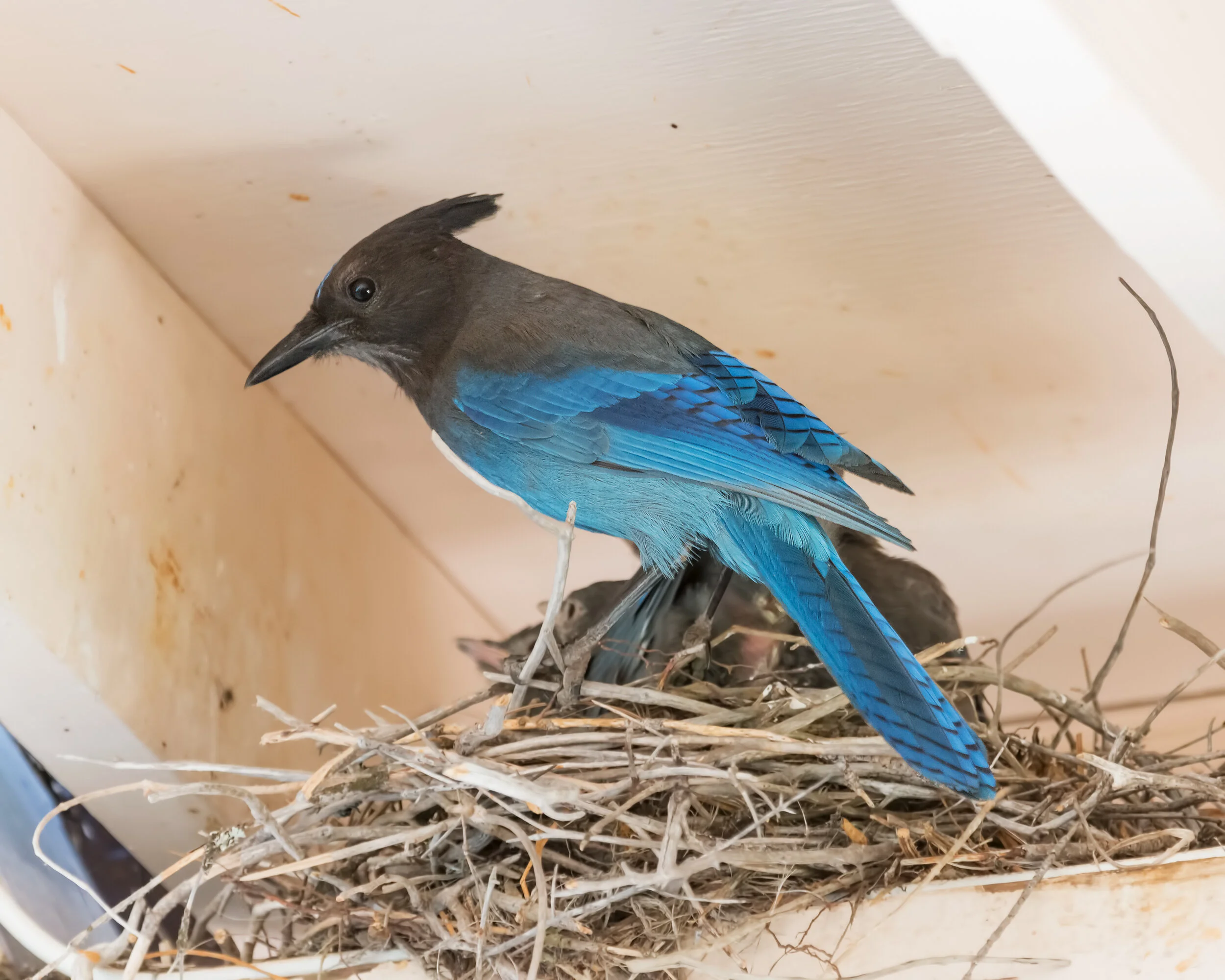 What To Do If You Find a Baby Bird — Sacramento Audubon Society